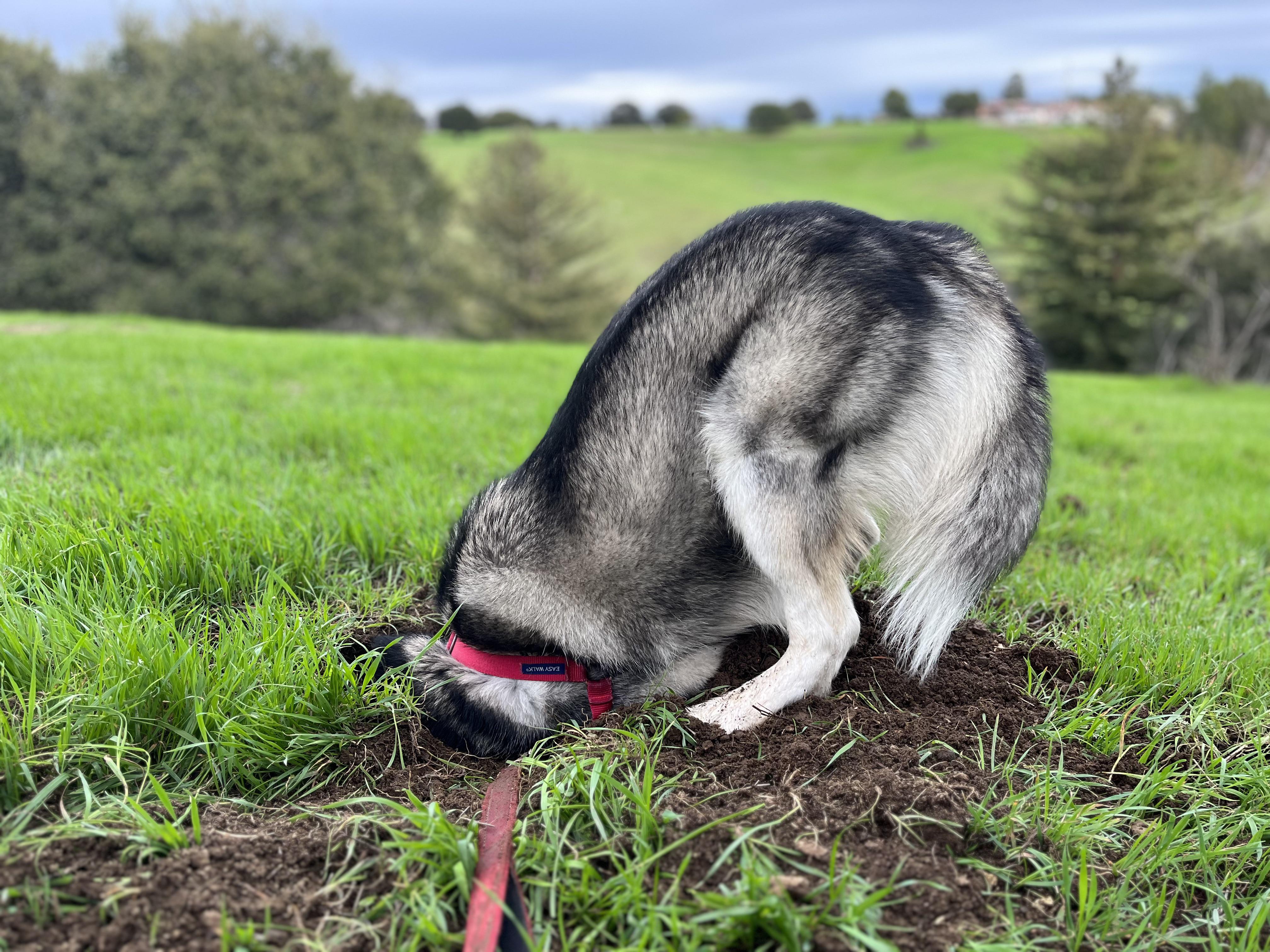 Downward dog - husky edition | Scrolller
