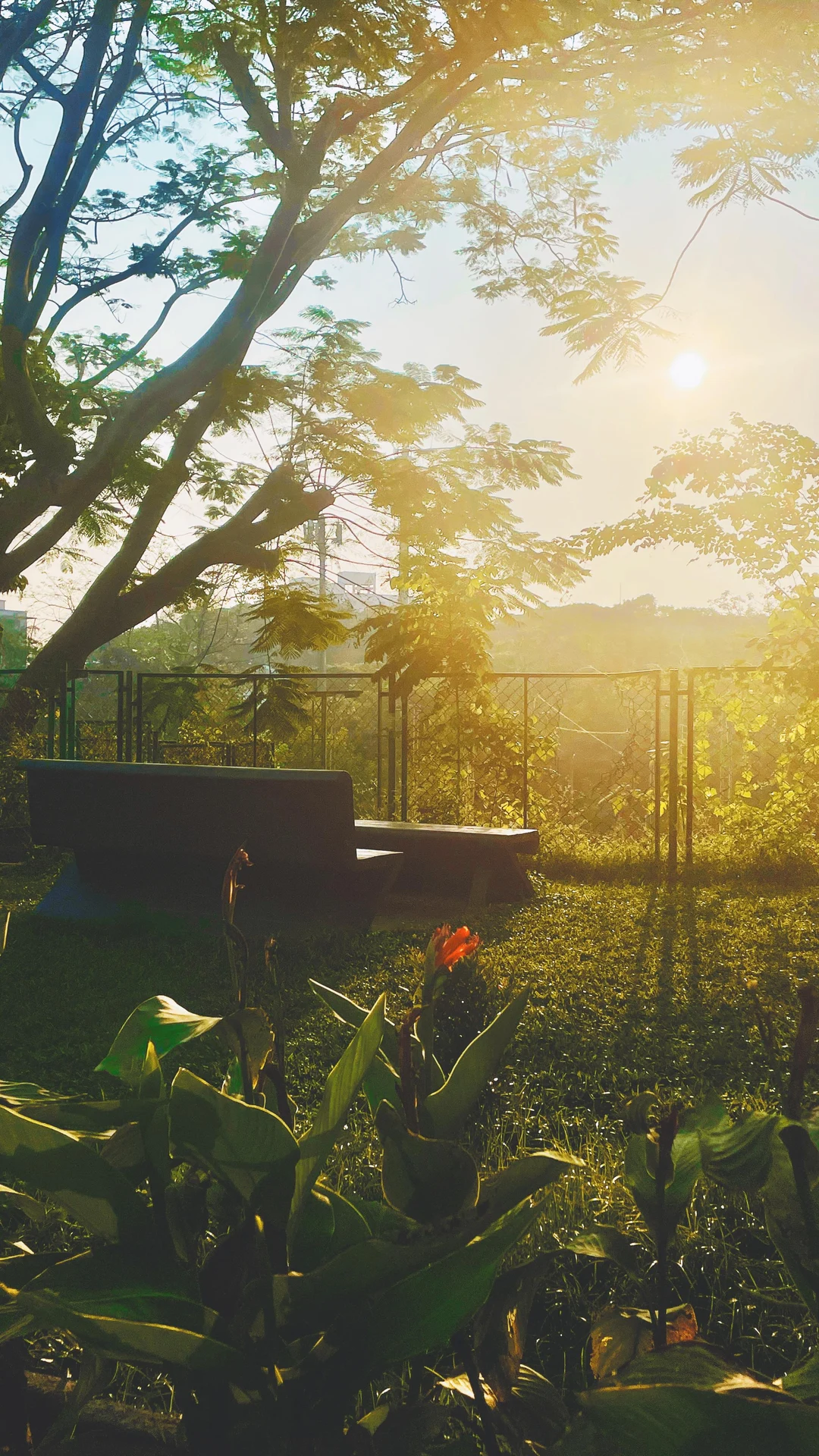 Golden Hour | Scrolller