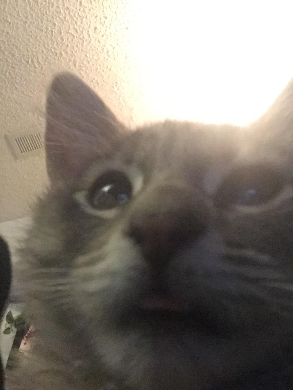 First blep we ever caught on camera from our girl when she was 8 weeks old, she turns 8yo this ...
