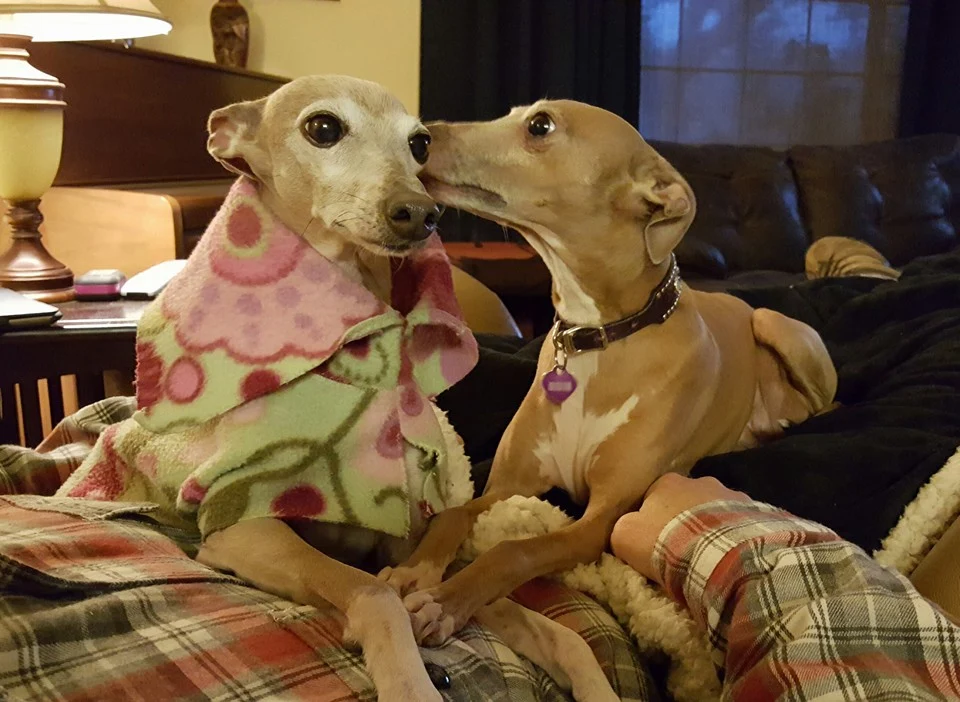 Mom and Daughter Italian Greyhounds | Scrolller