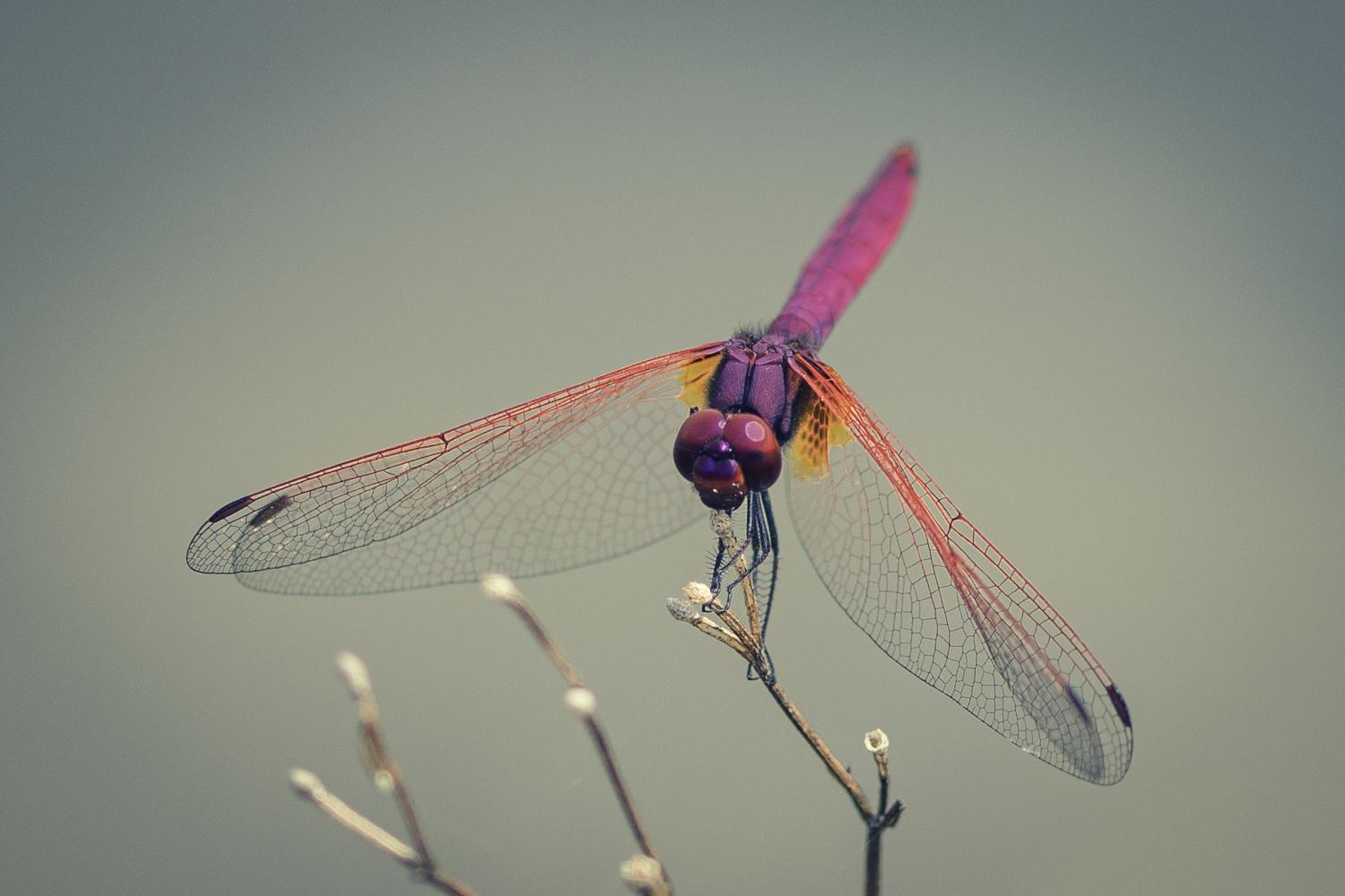 Dragonfly. | Scrolller