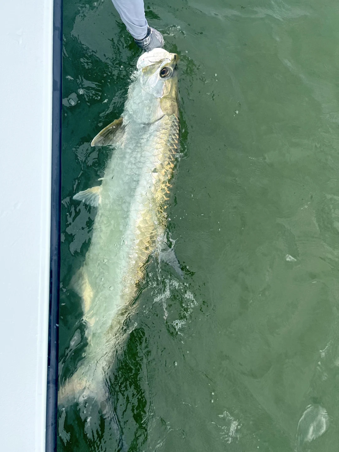 First tarpon! | Scrolller
