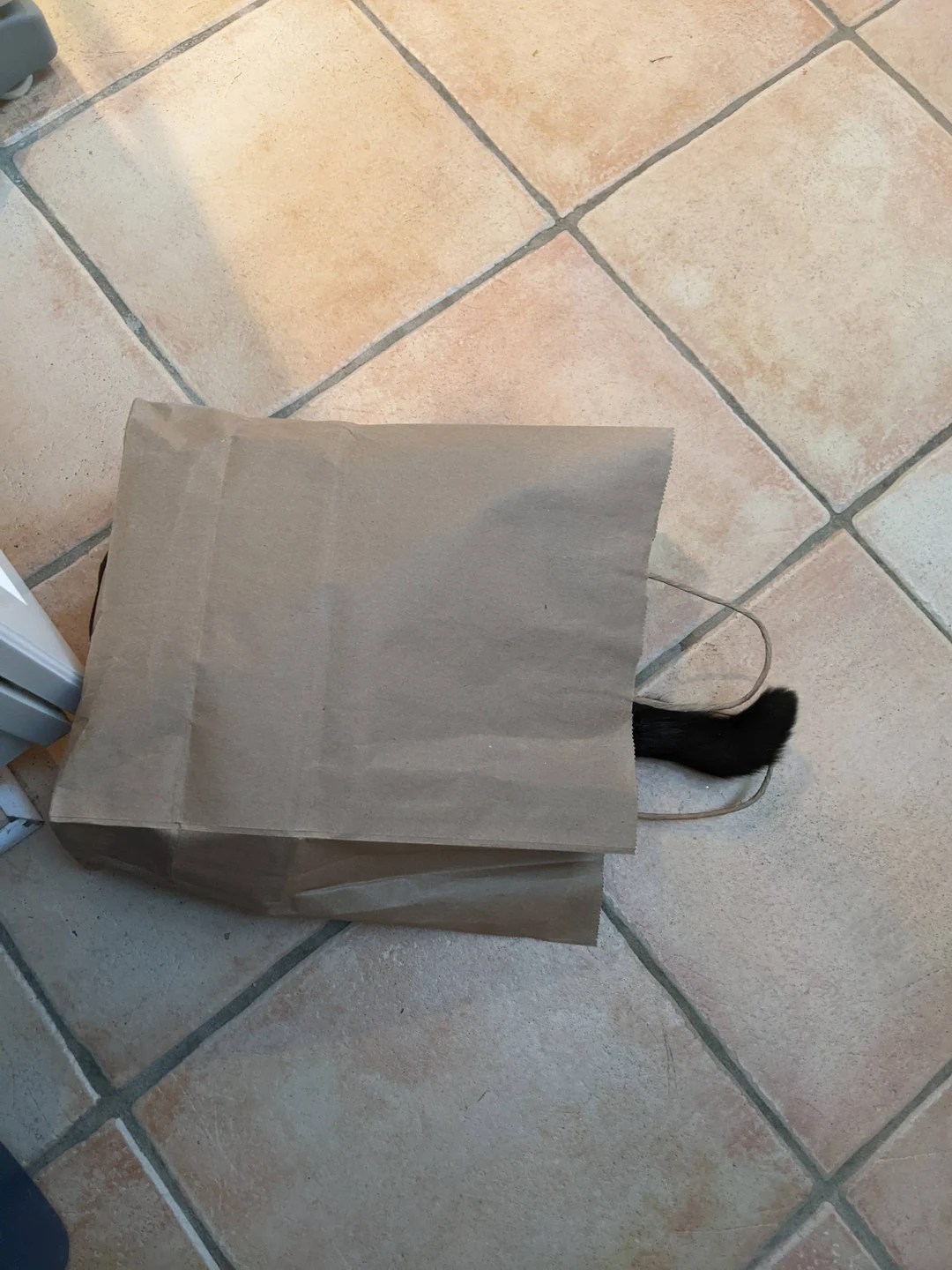 Big game, small trap | Scrolller