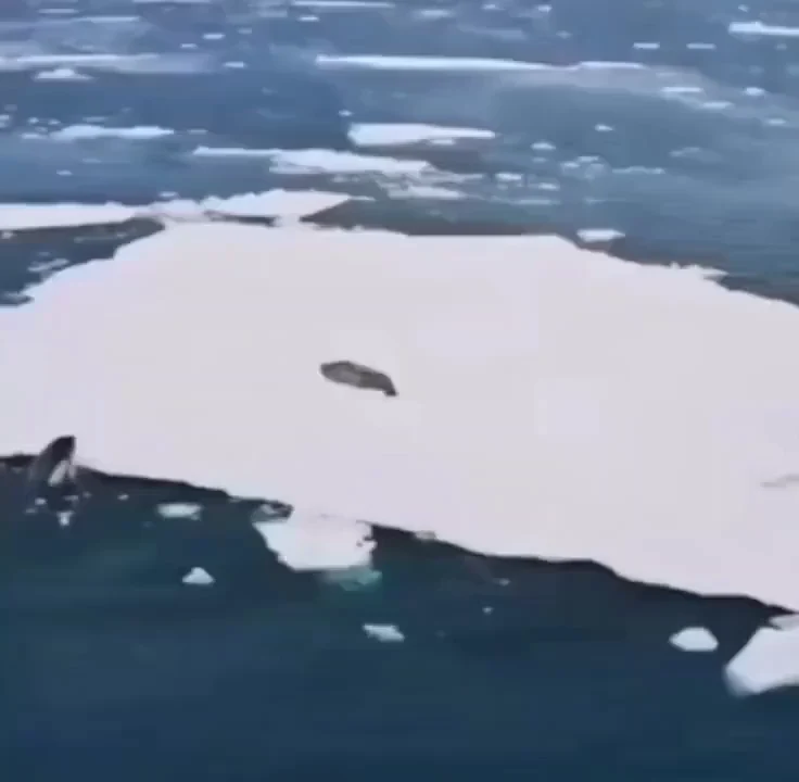 Killer Whales | Scrolller