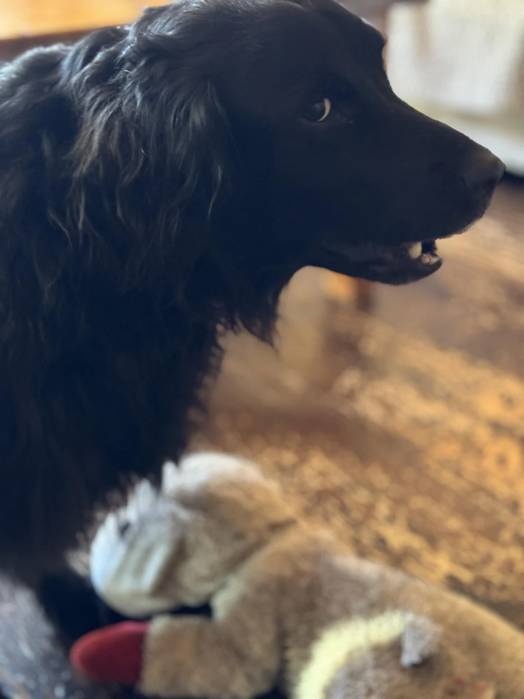 Don’t even think about touching my lamb chops. | Scrolller