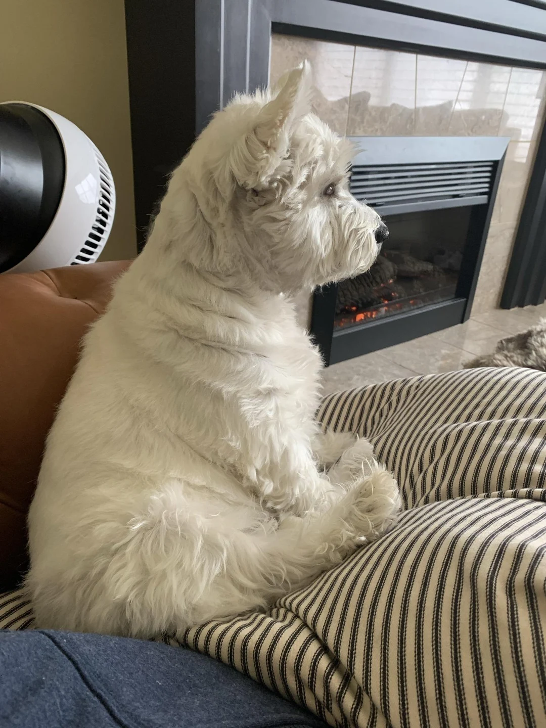 Only dog I've ever had who sits like this | Scrolller