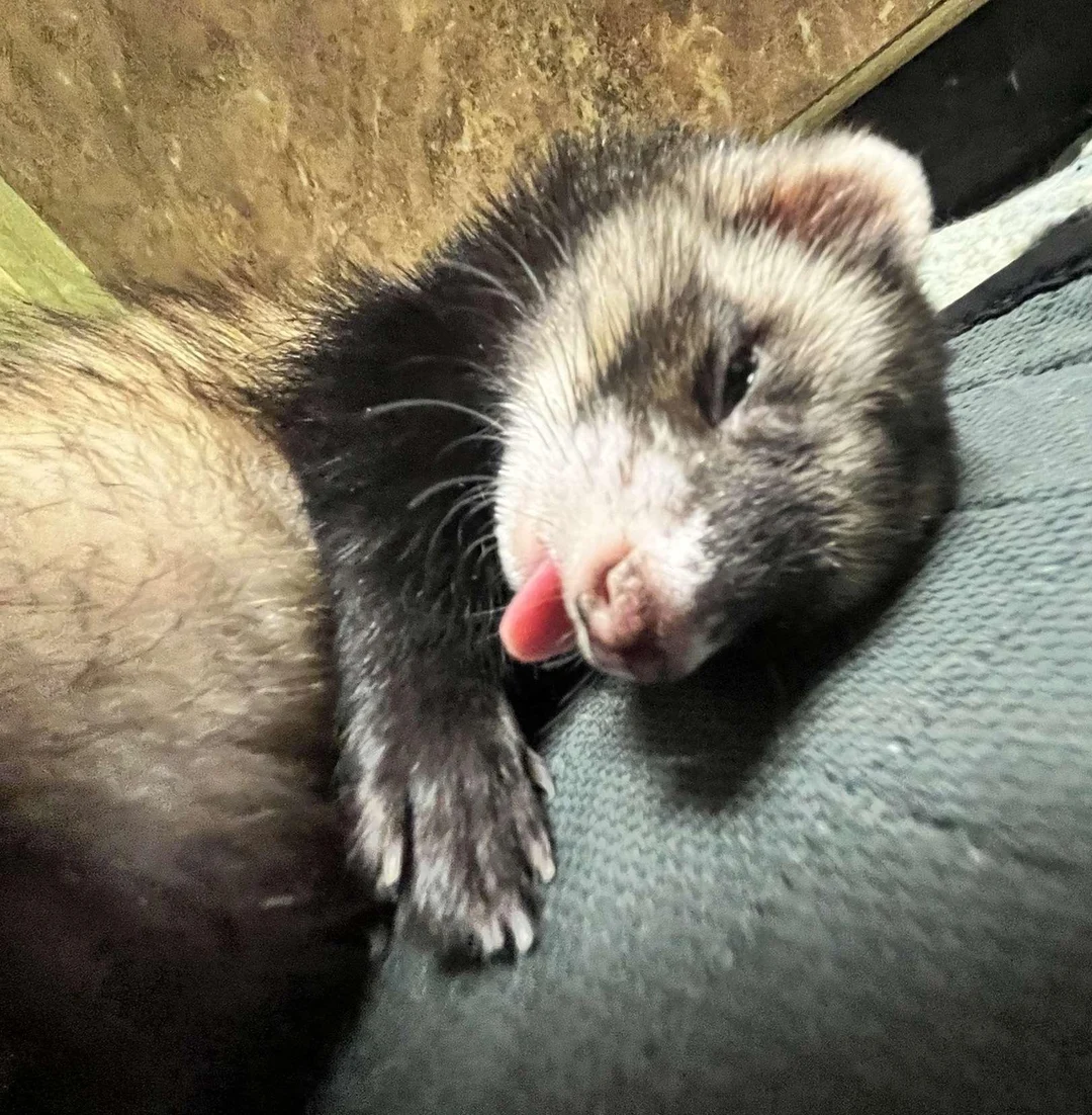 Panda with her 😝 | Scrolller