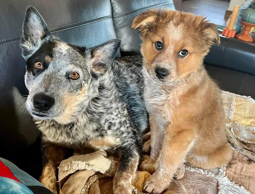 New sibling. | Scrolller