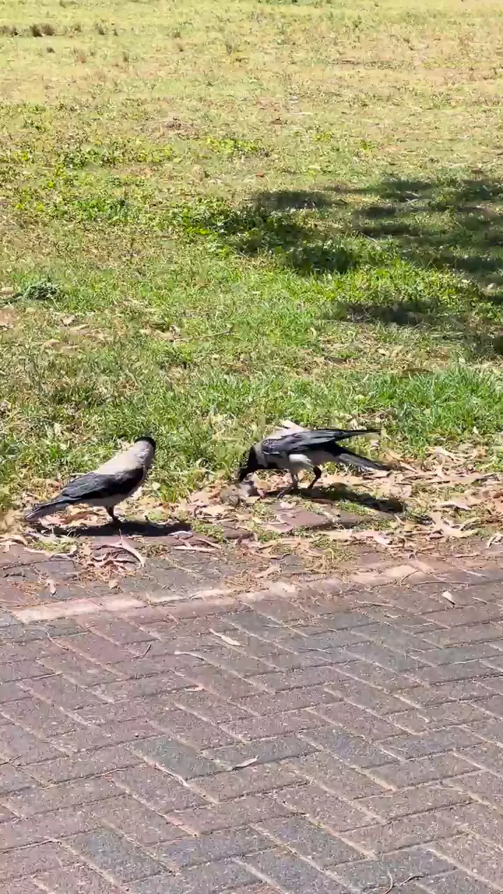 This crow ending a rat and immediately starting to eat it in a public park | Scrolller