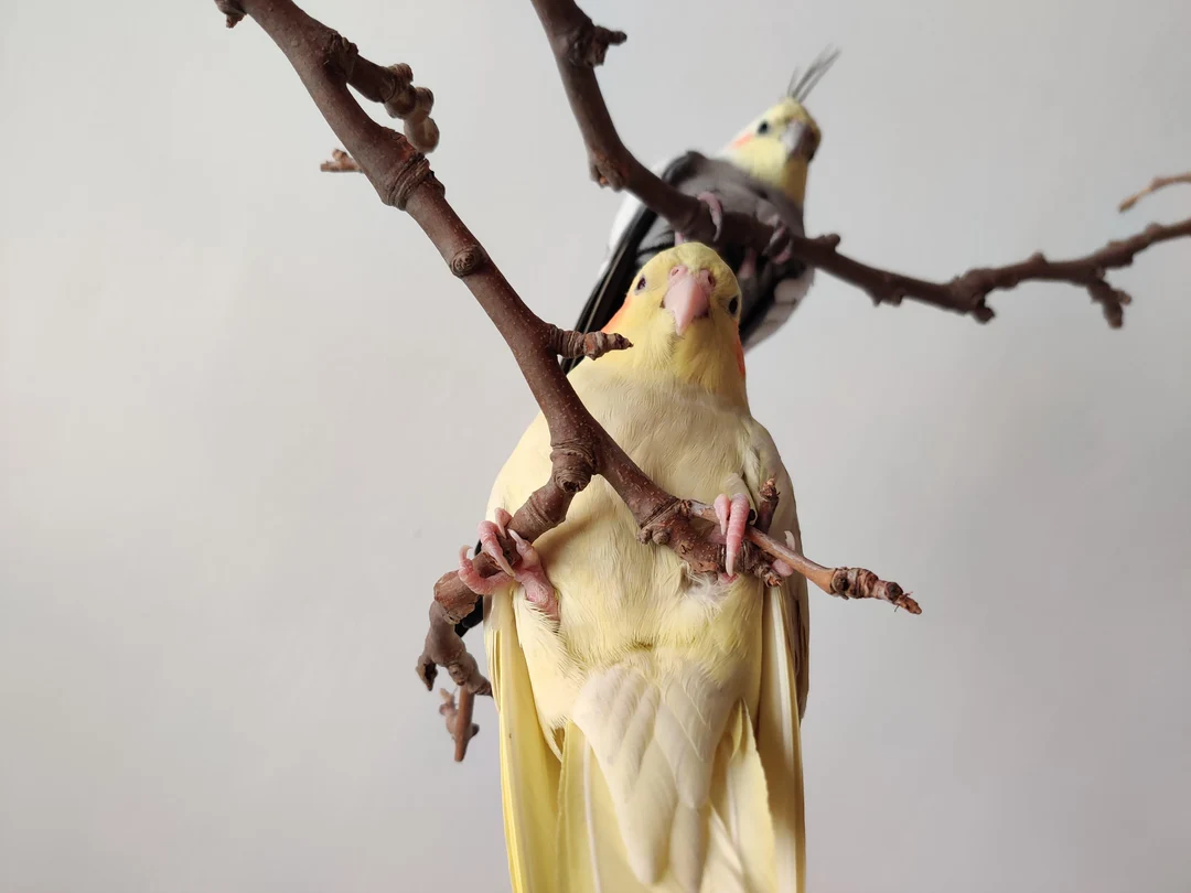 Birb borb | Scrolller