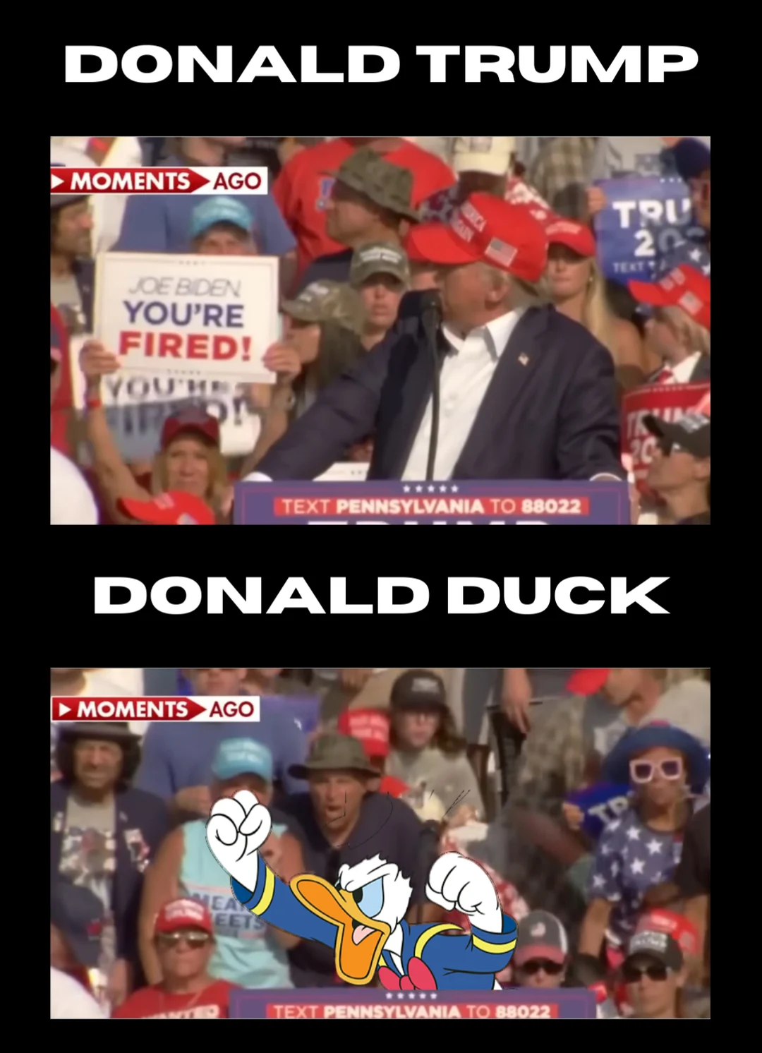DONALD DUCK | Scrolller