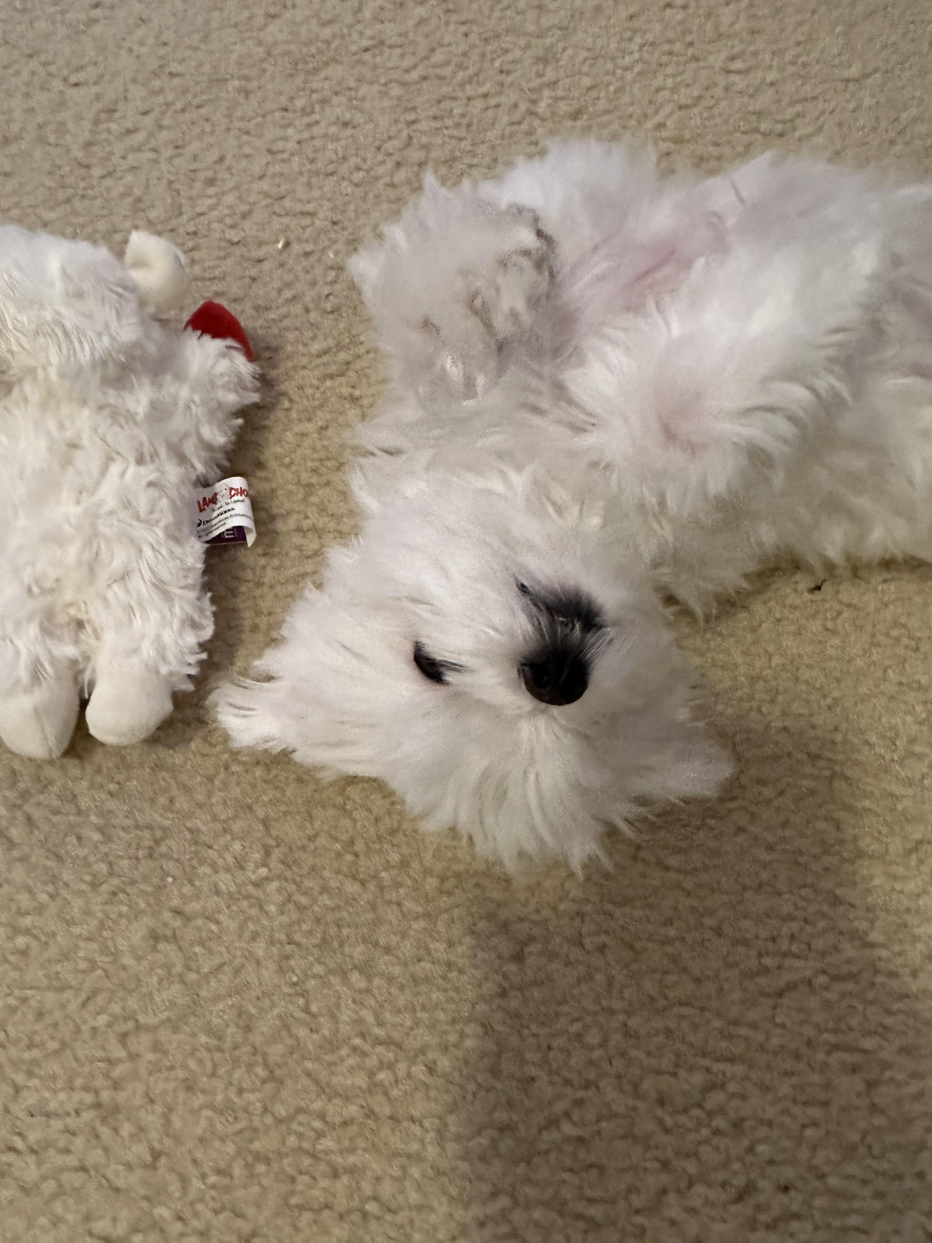 Pupper says hi, friends! | Scrolller