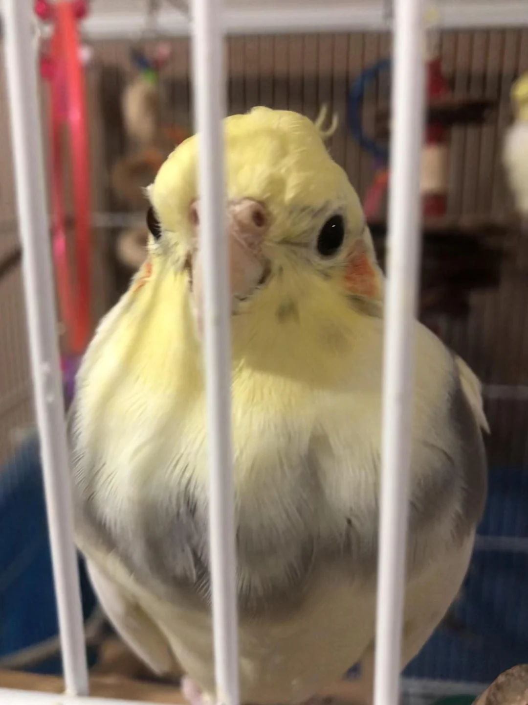 Just look at this polite gentleman | Scrolller