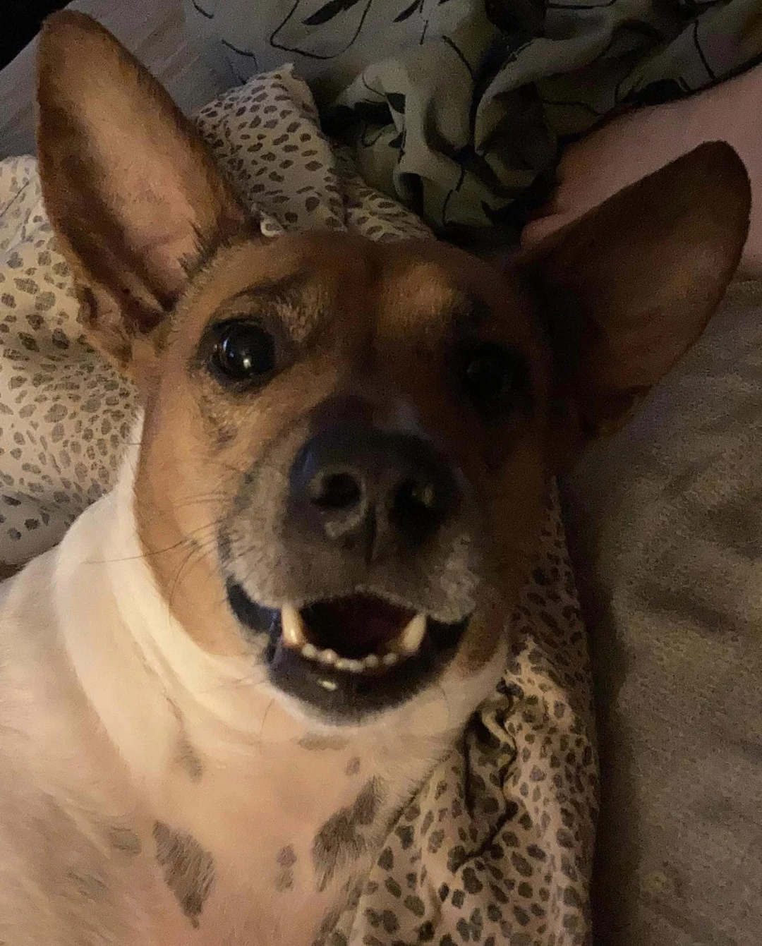 Renji before bottom incisor tooth removal - you can see they are loose here | Scrolller