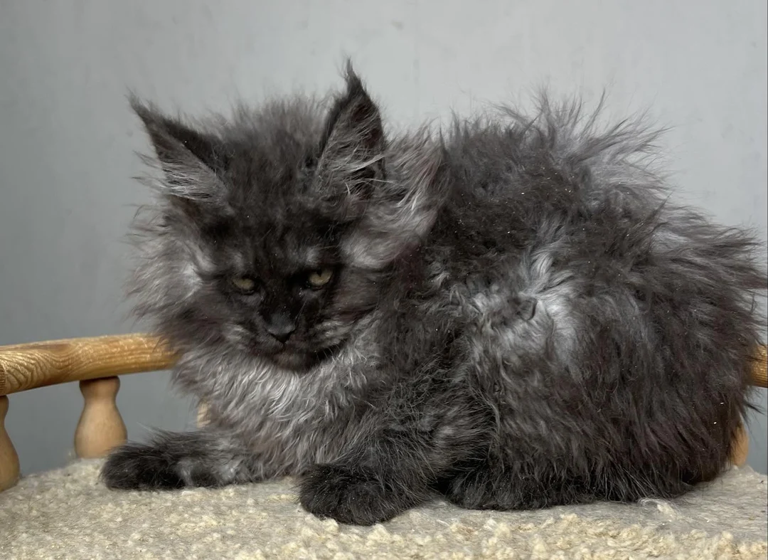 Apollo Update. 10 weeks | Scrolller