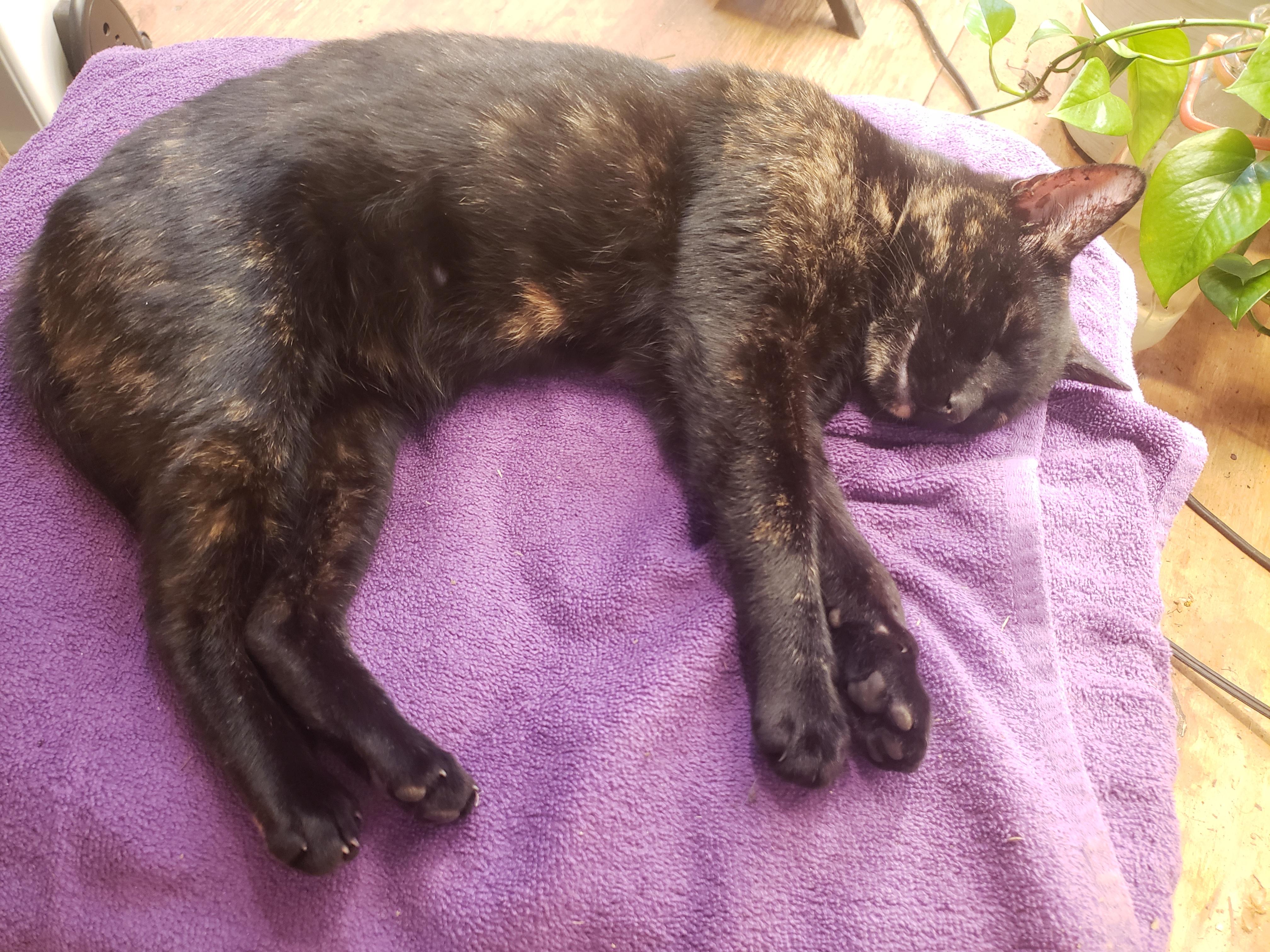 Classic Tortilla | Scrolller