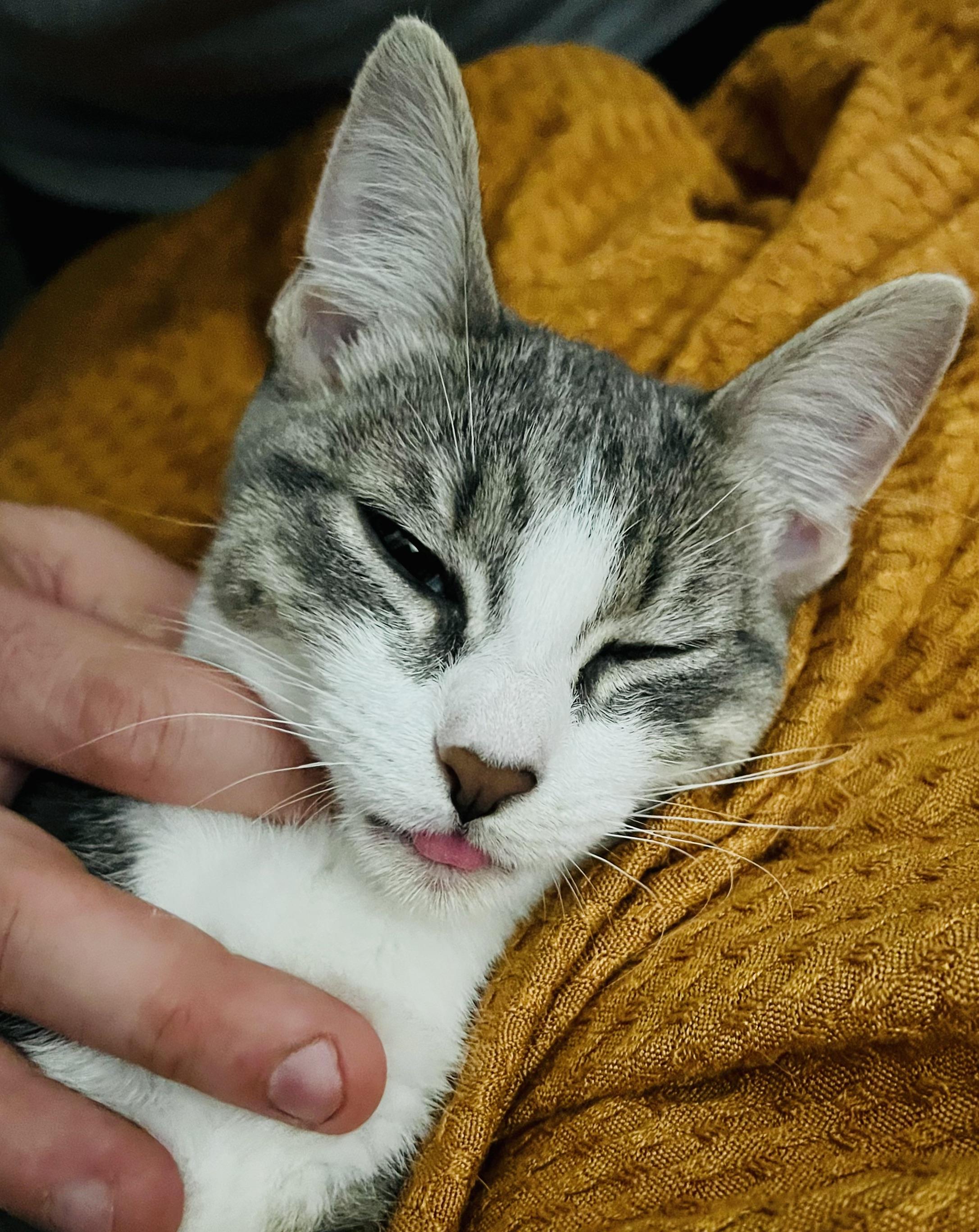 Tiny blep from Figgy | Scrolller