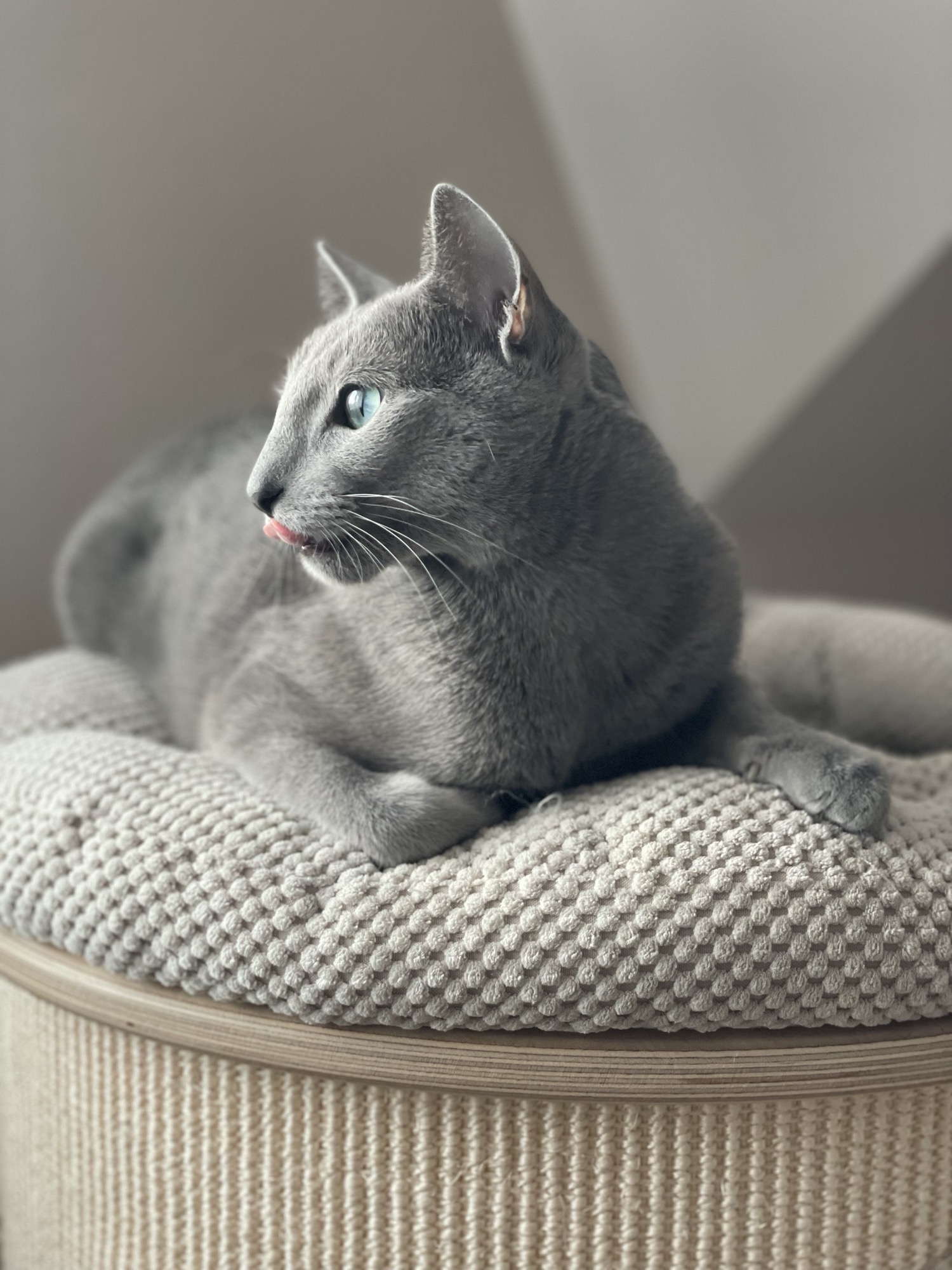 blep | Scrolller