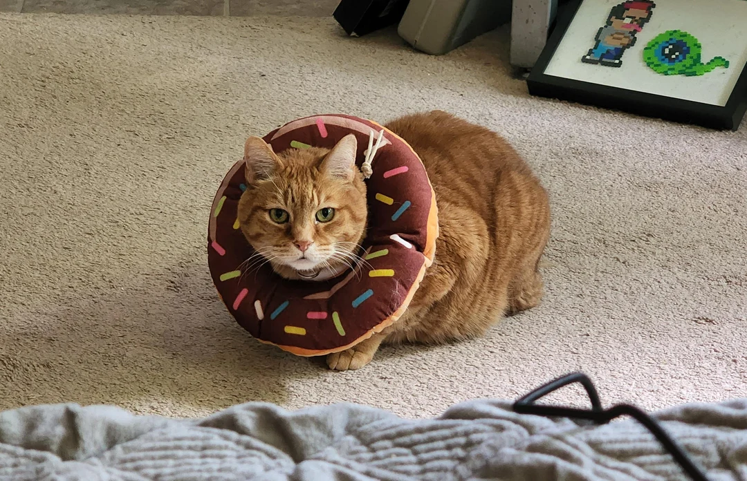 Donut loaf with extra sprinkles | Scrolller