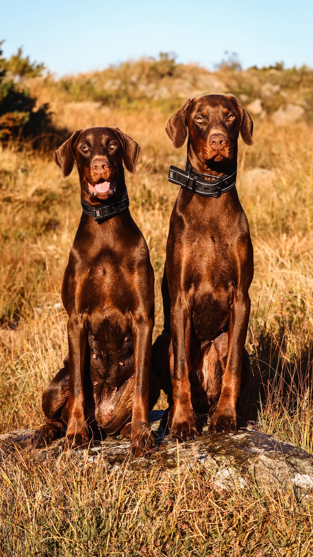 just wanted to share the best pic i have of my dogs | Scrolller