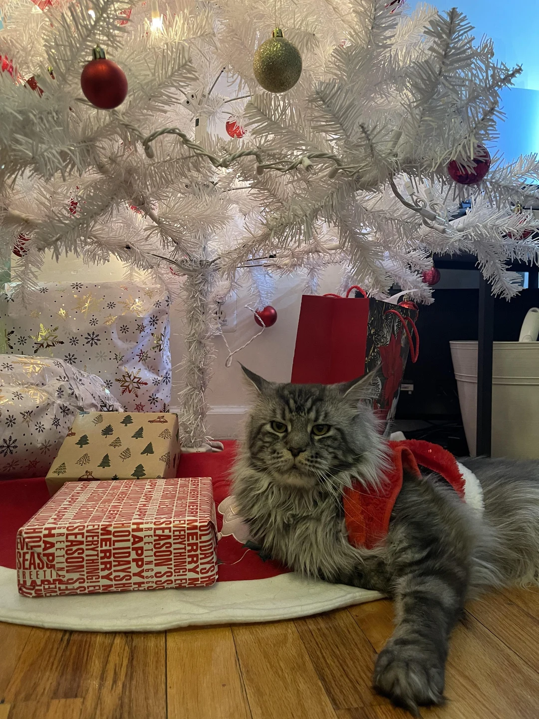 The best gift under the tree | Scrolller