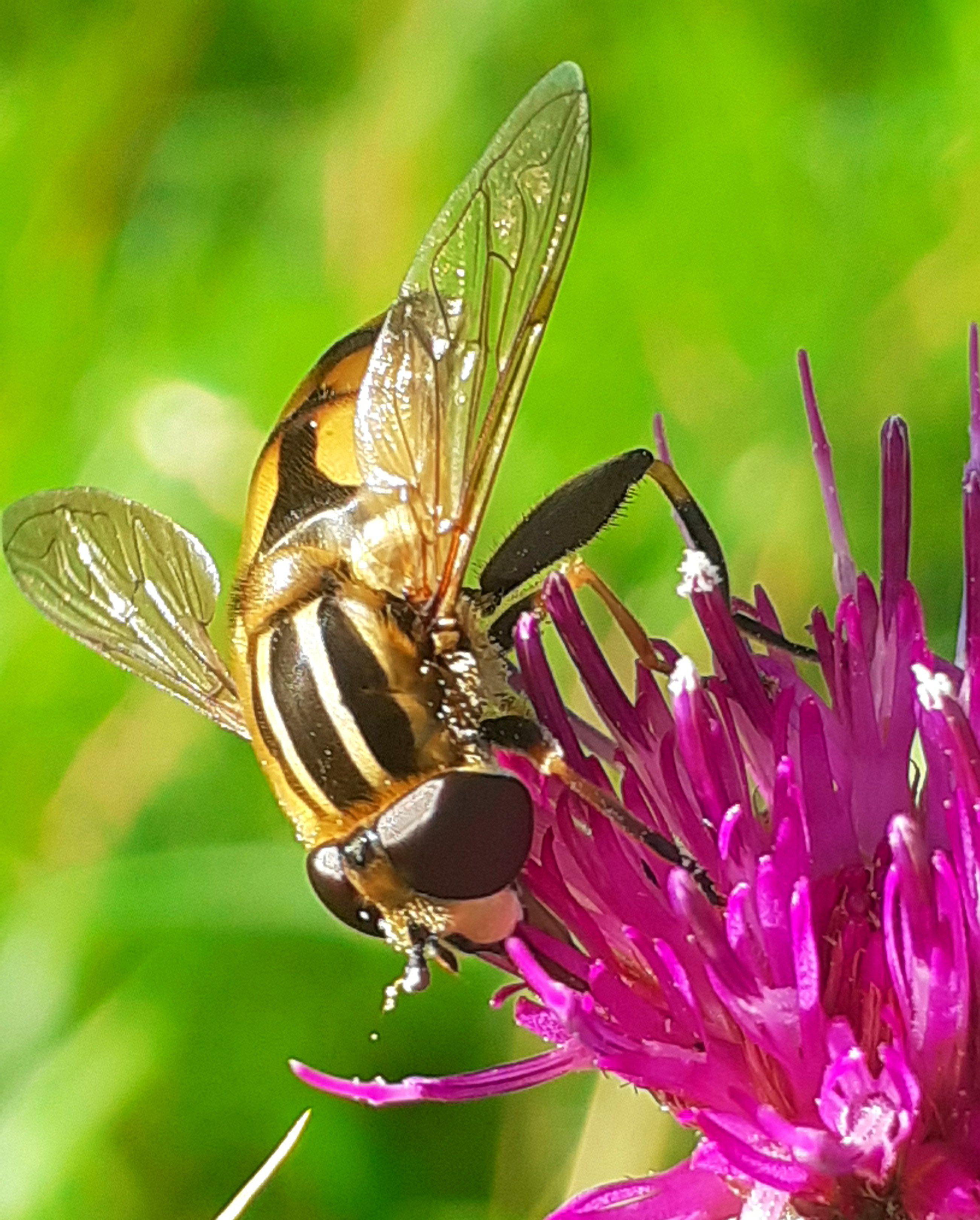 This Hoverfly was very obliging! | Scrolller