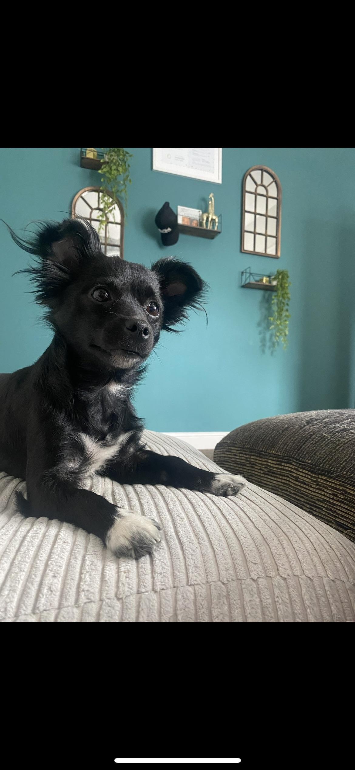 Can anyone tell me breeds please? | Scrolller