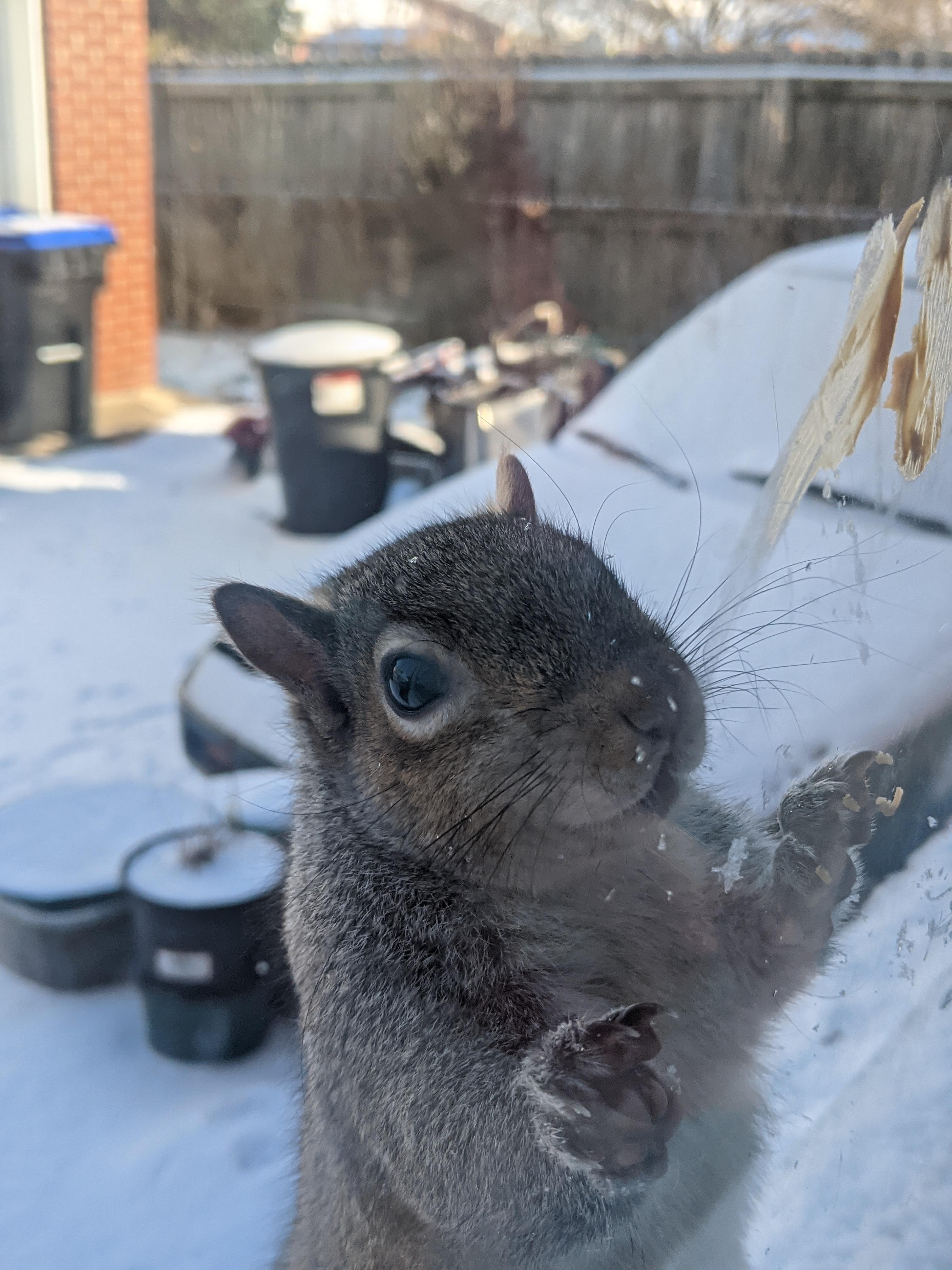 Discover more like Squirrels: Window Squirrel! and Related Content | Scrolller