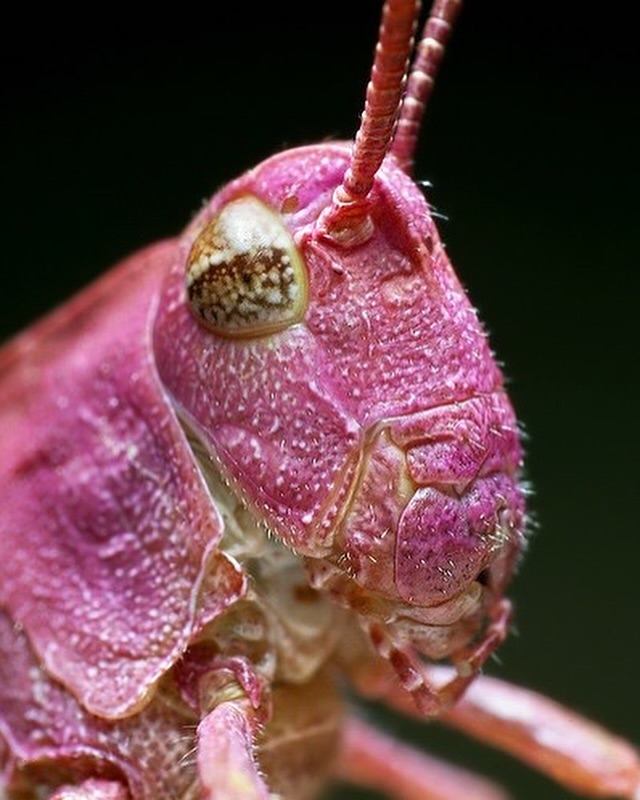 Pink Grasshopper | Scrolller