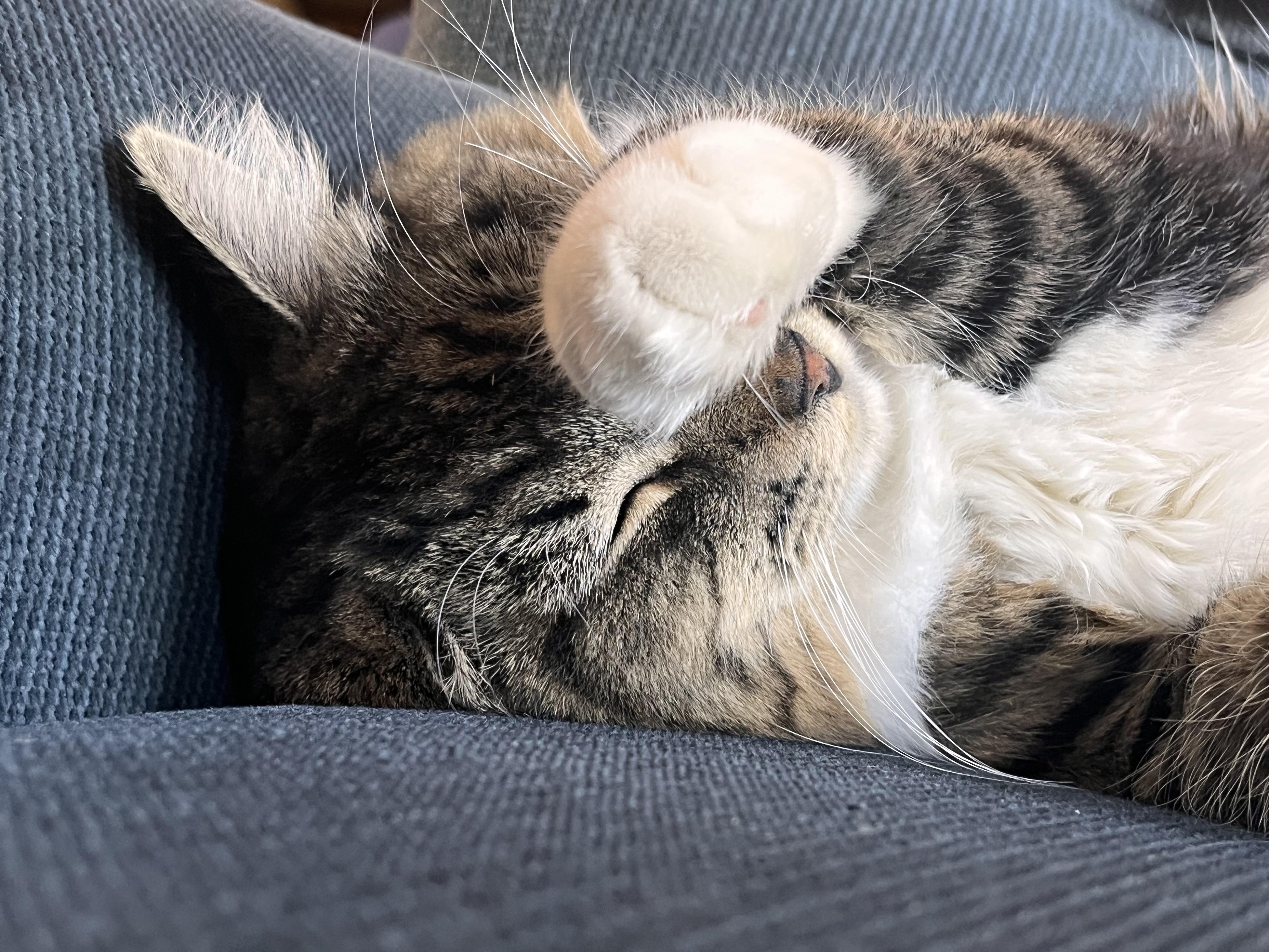 Naptime for Lana | Scrolller