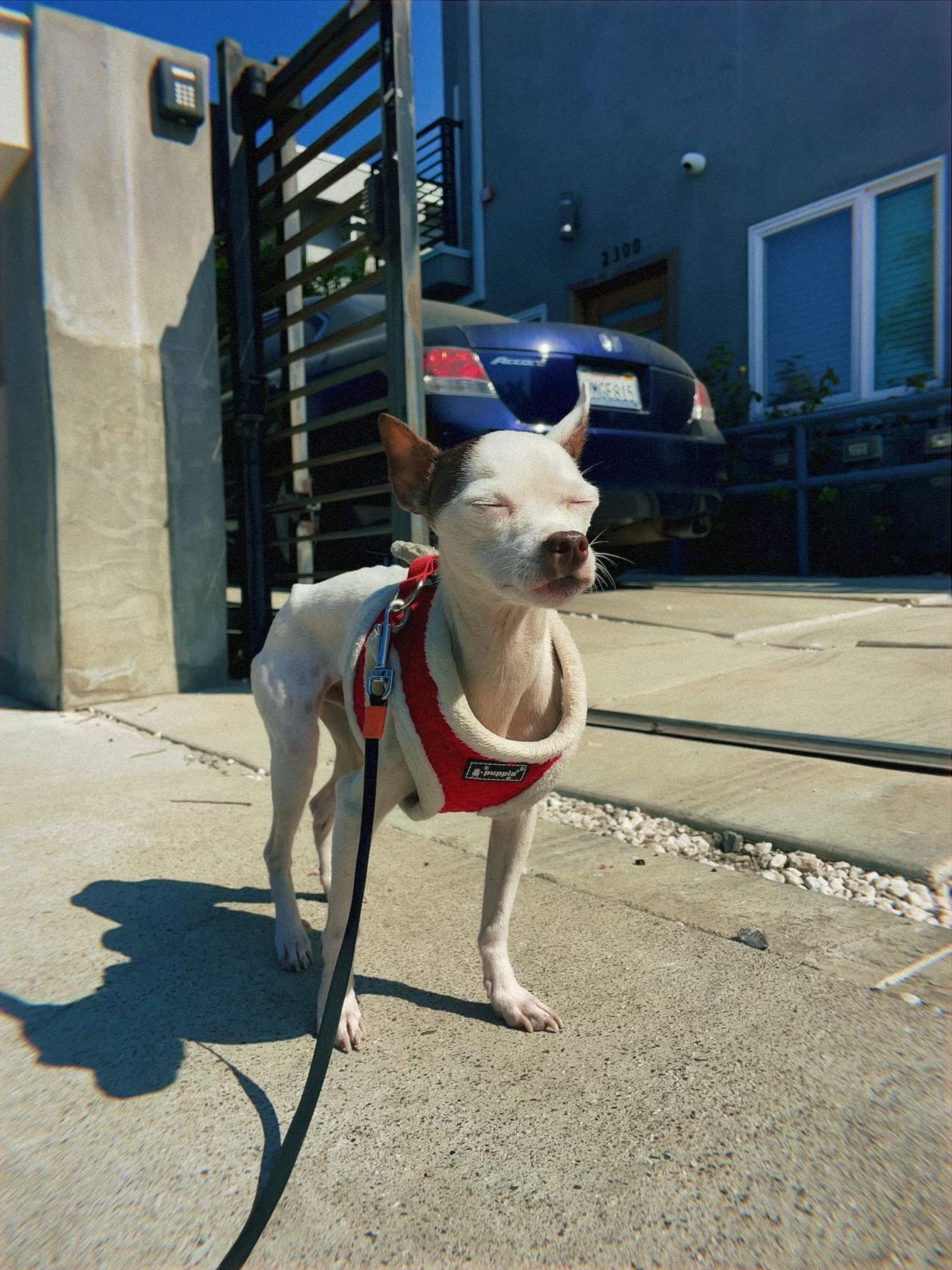 Lost my lil mans last night. I’m so heartbroken. | Scrolller