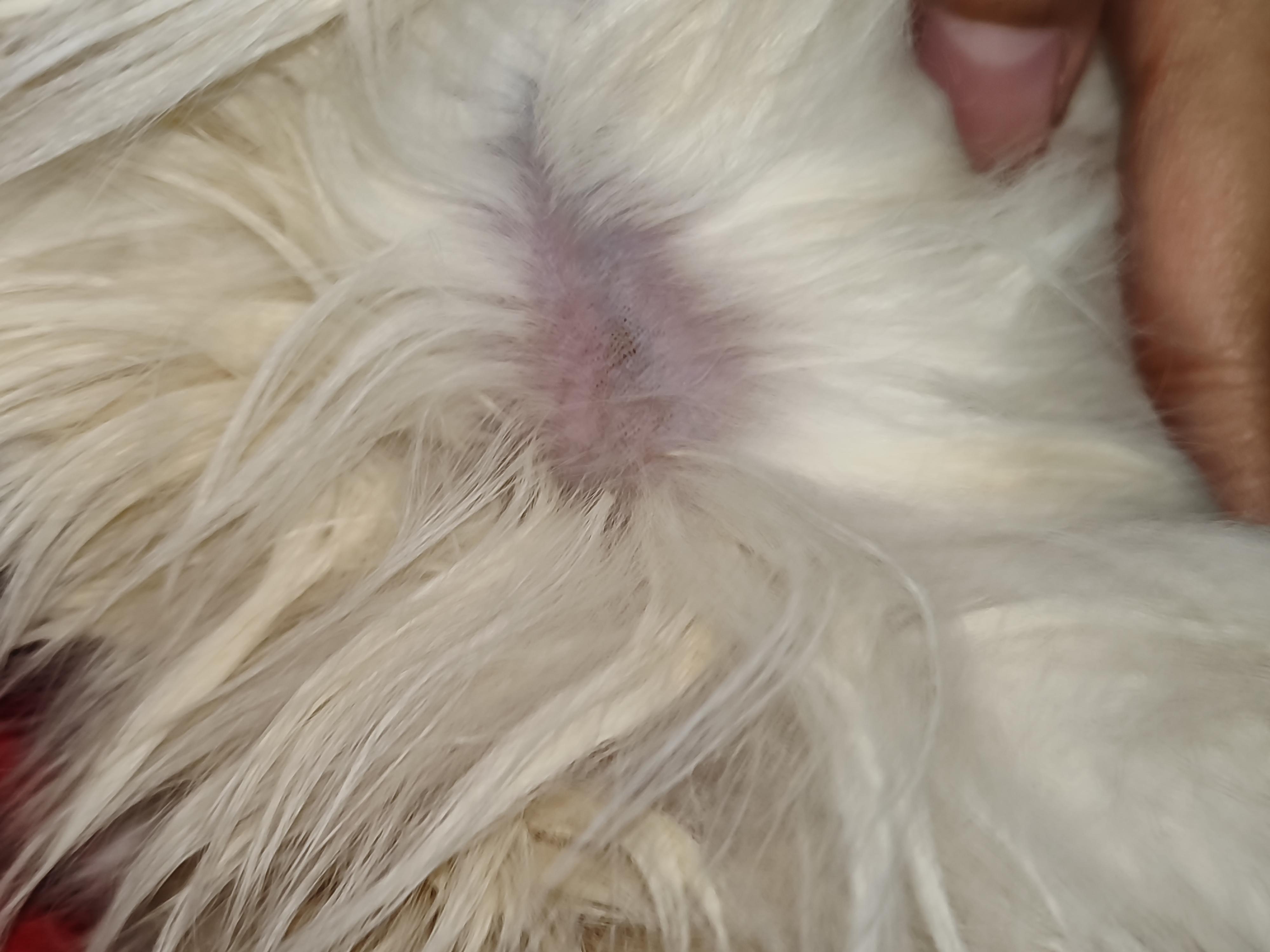 Bald spots | Scrolller