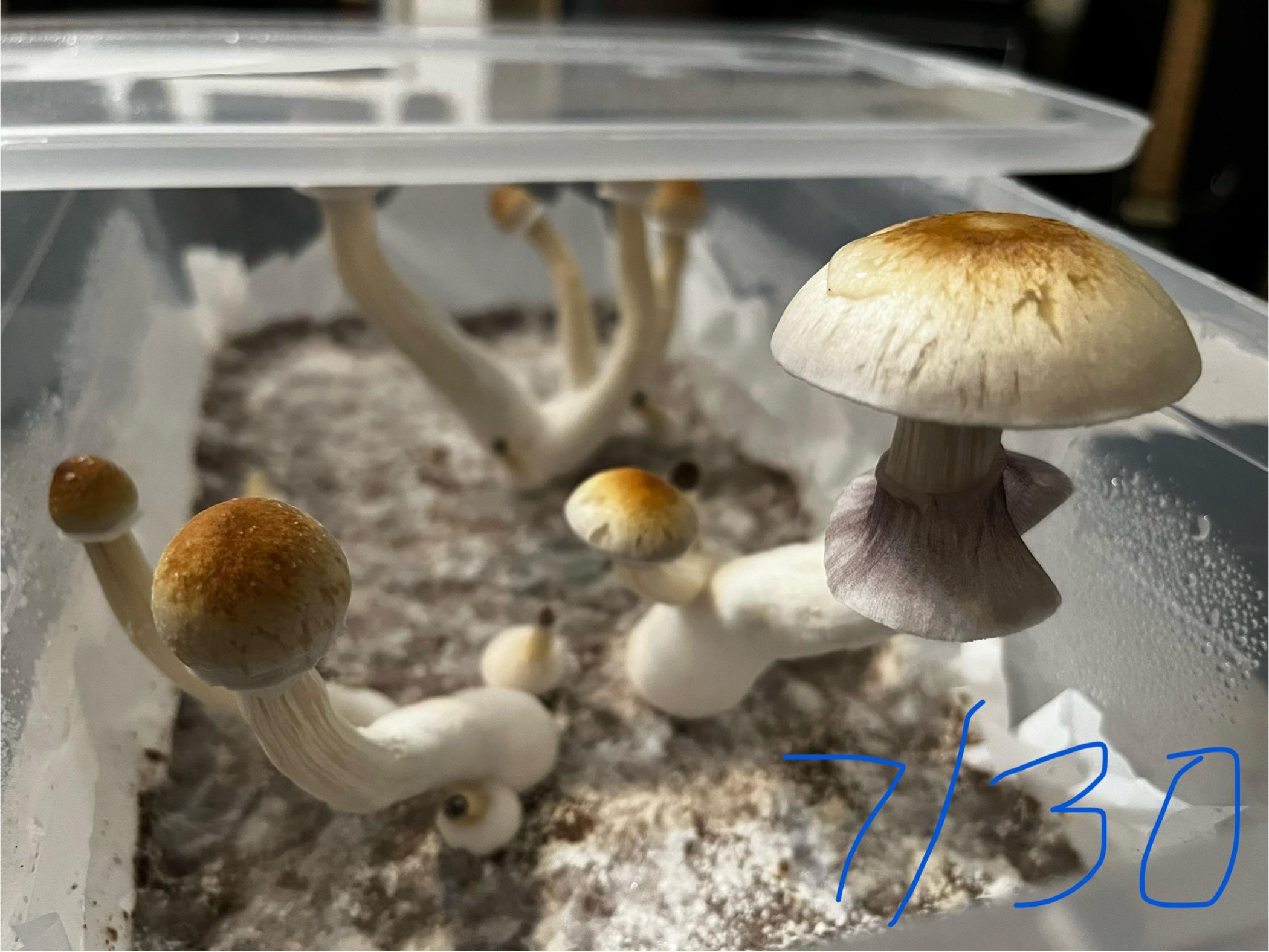 Houston, we have our first shrooms | Scrolller