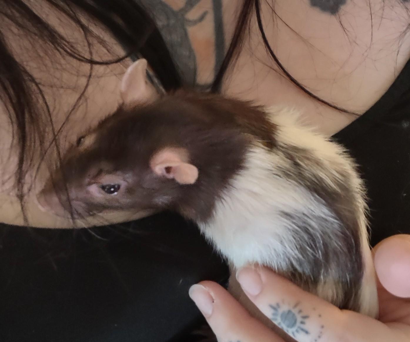 Rest in peace Stella and Ursula | Scrolller