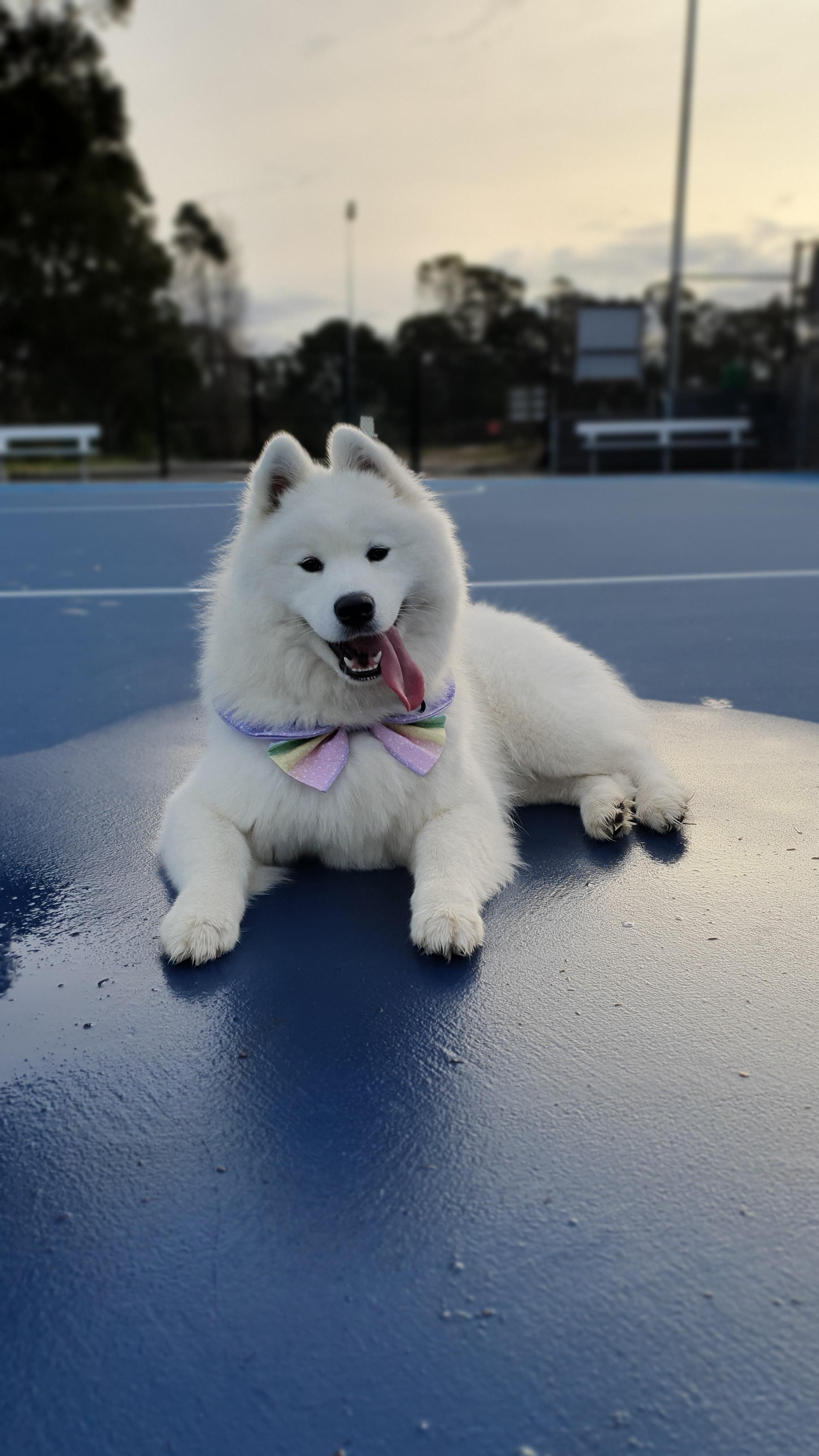 Impa loves puddles! | Scrolller