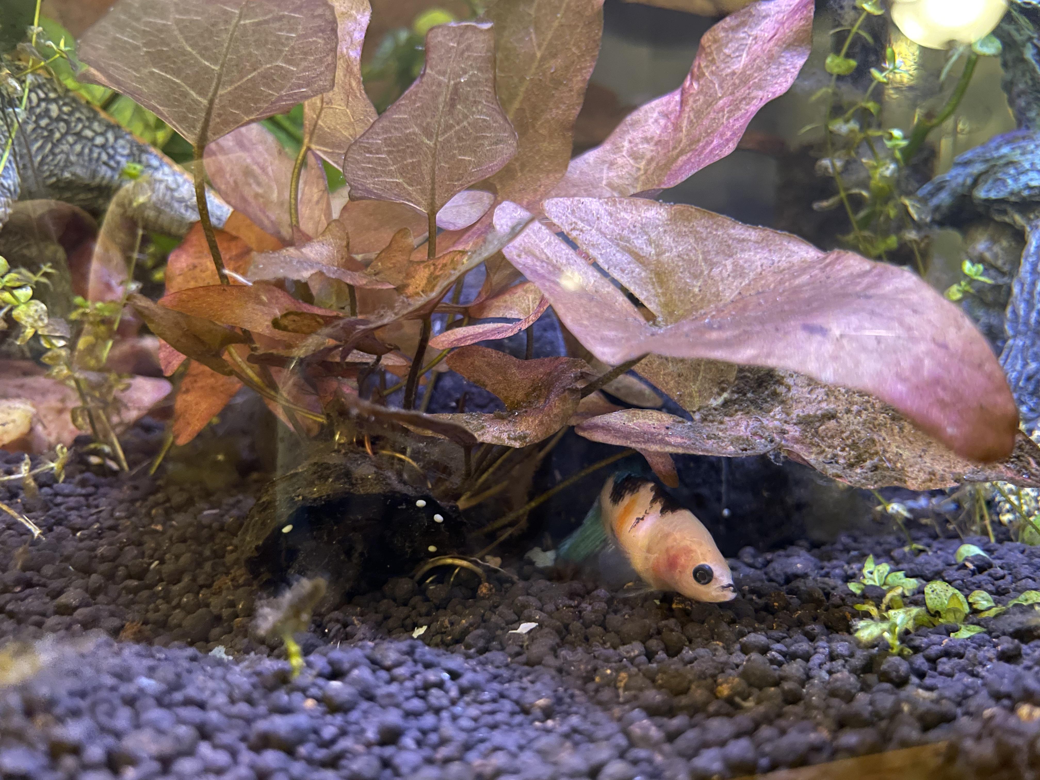 Grumpy girl | Scrolller