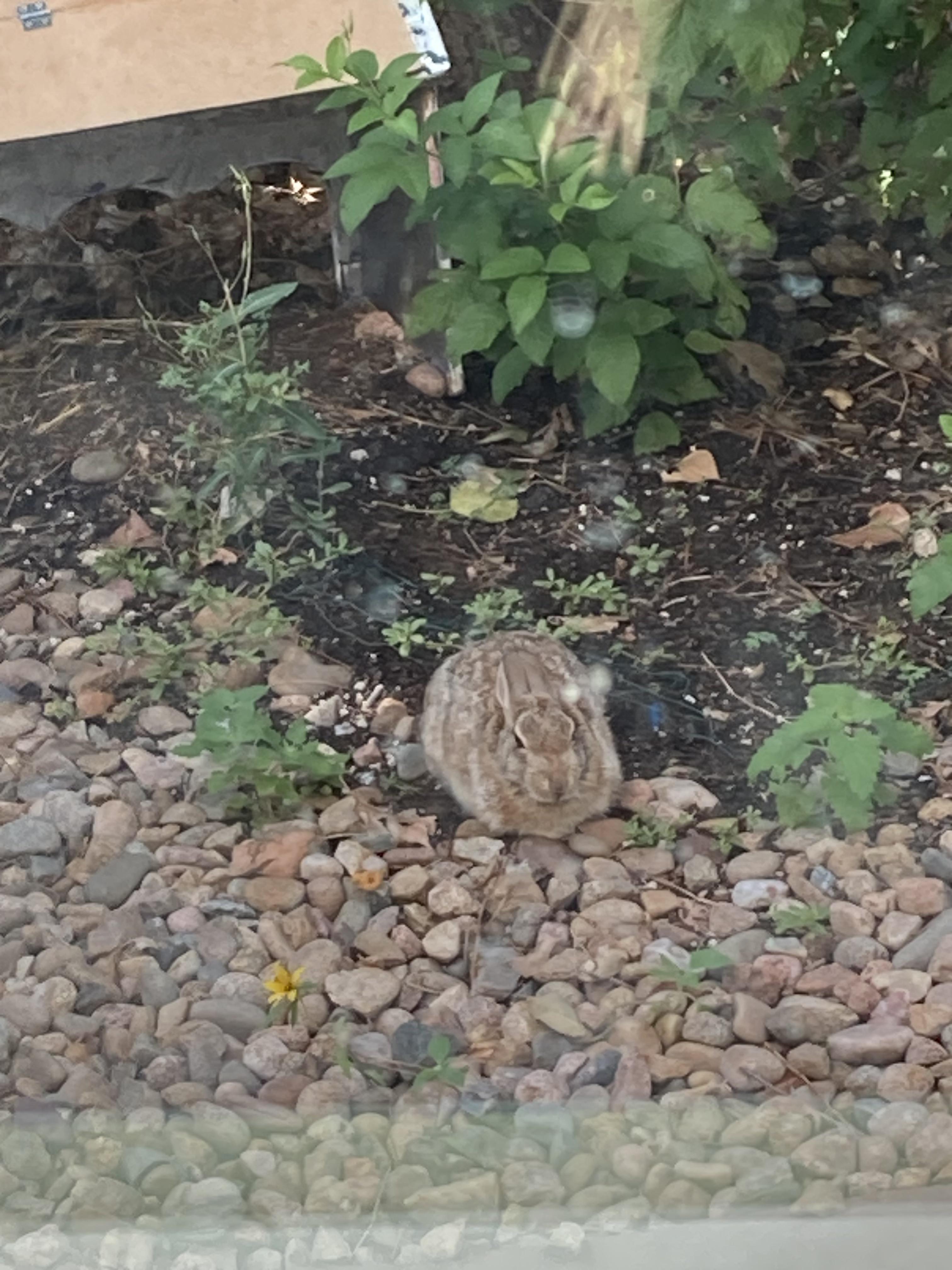 Wild rabbits in my rabbit house 🏡 | Scrolller