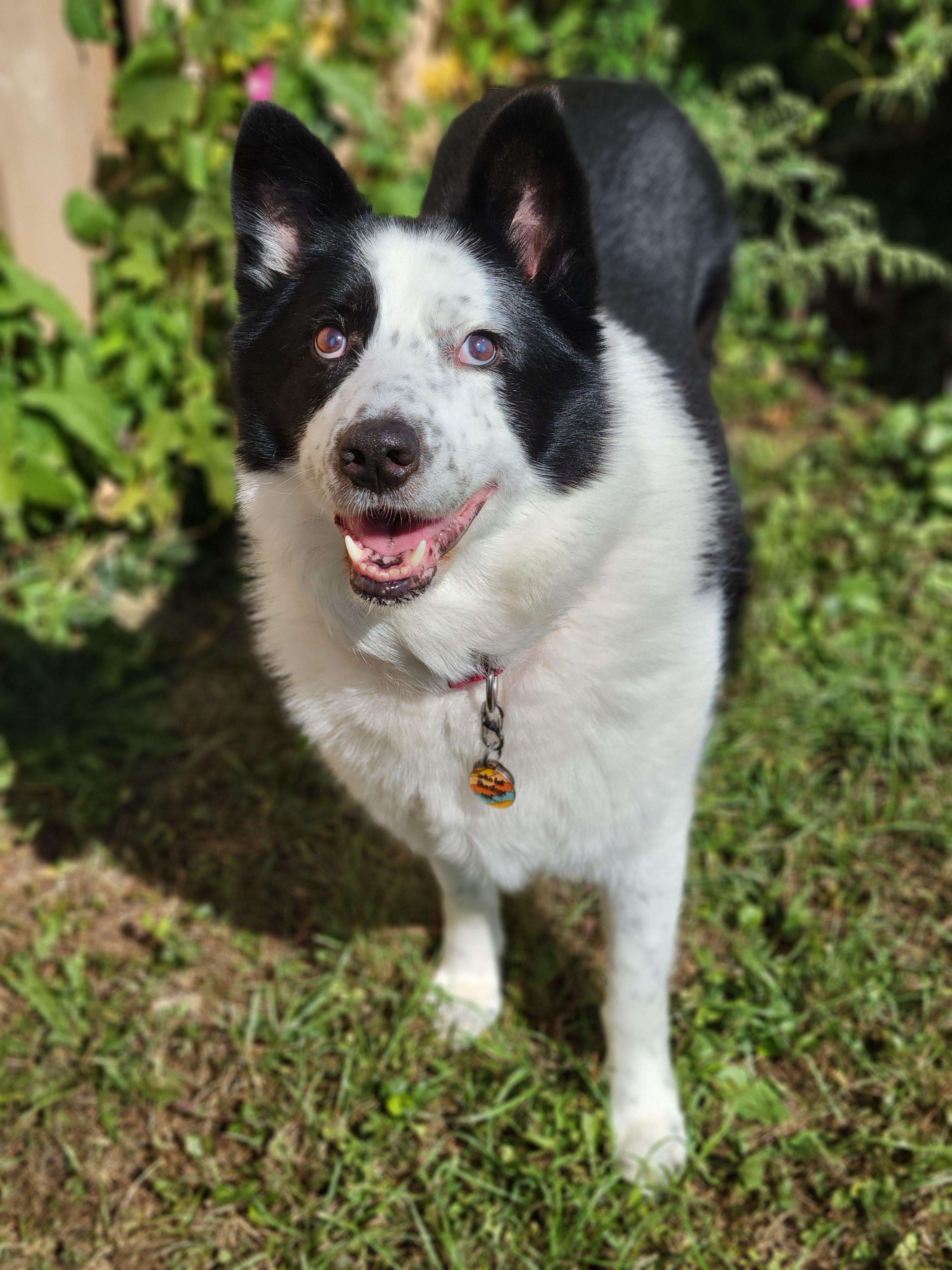 Sparks, why you gotta be so darn handsome?! The most handsome floof! | Scrolller