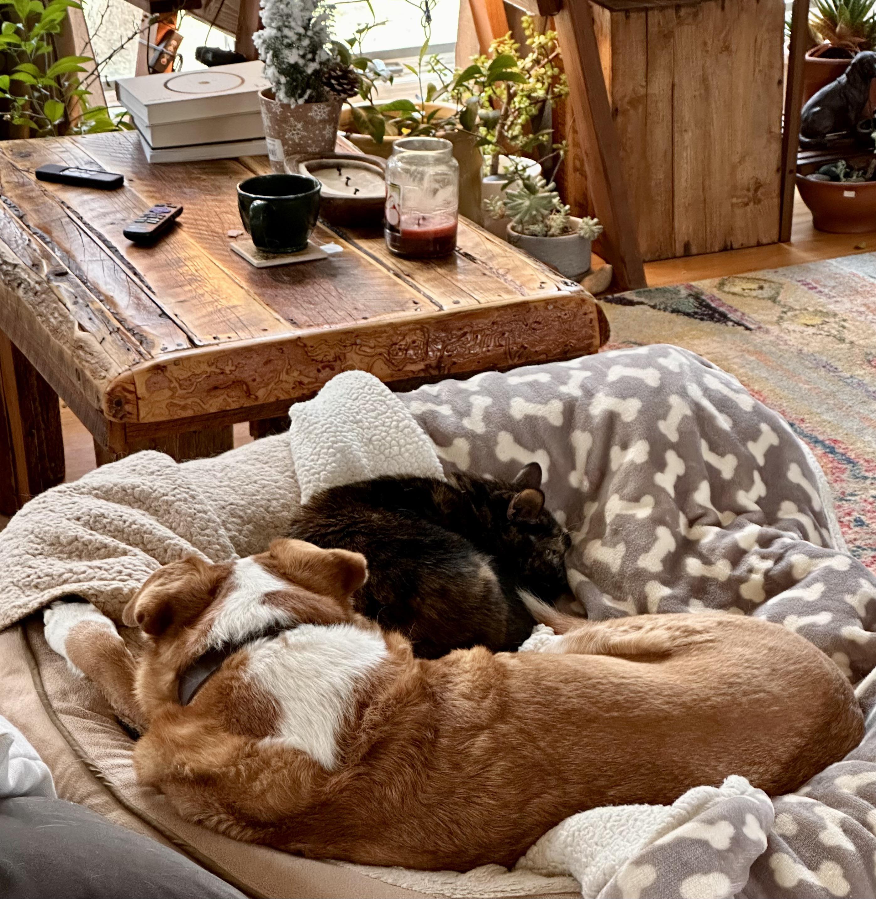 We rarely catch them snuggling! Secret best friends (OC) 🐾 | Scrolller