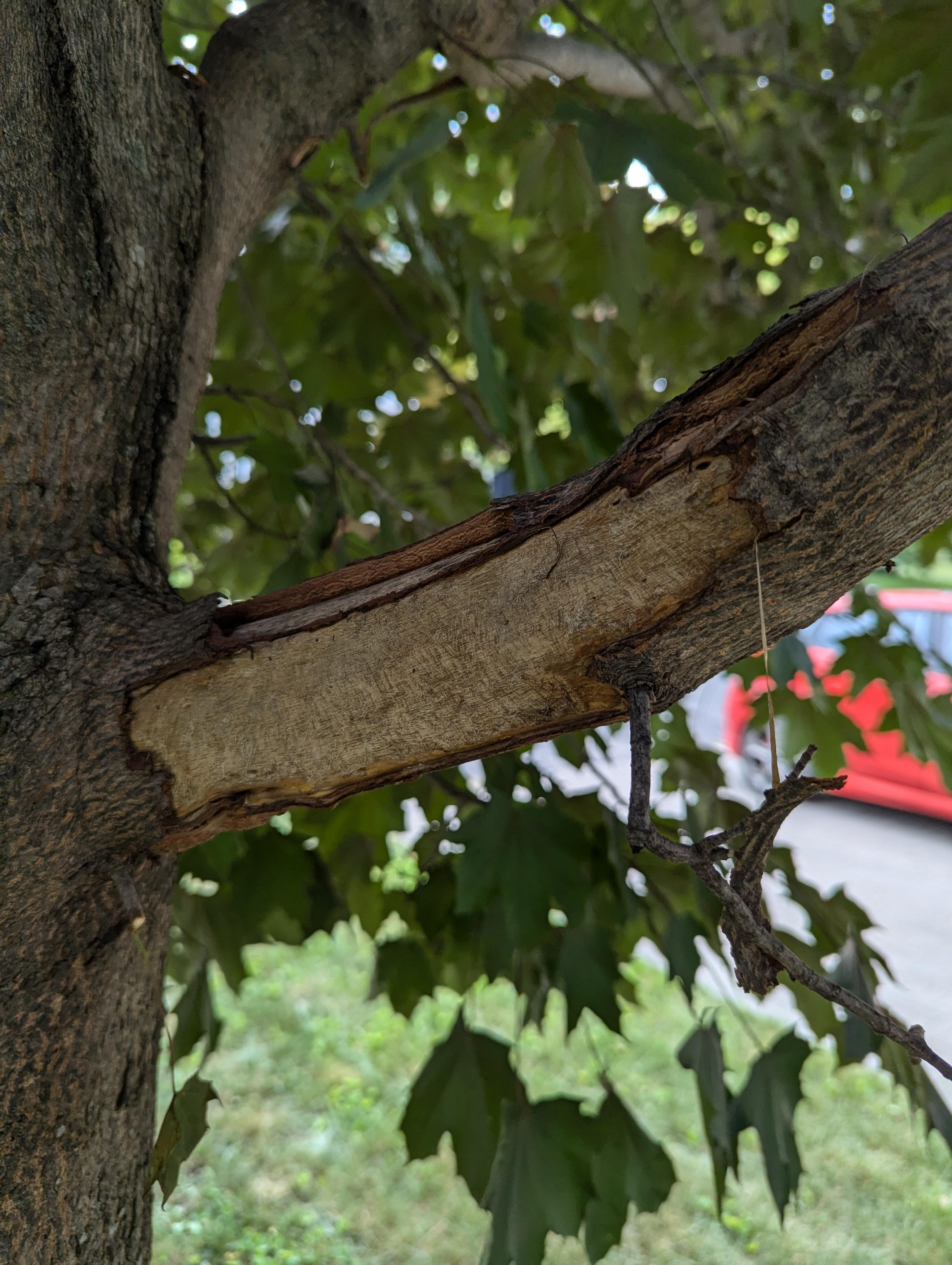 Is this termite damage? | Scrolller