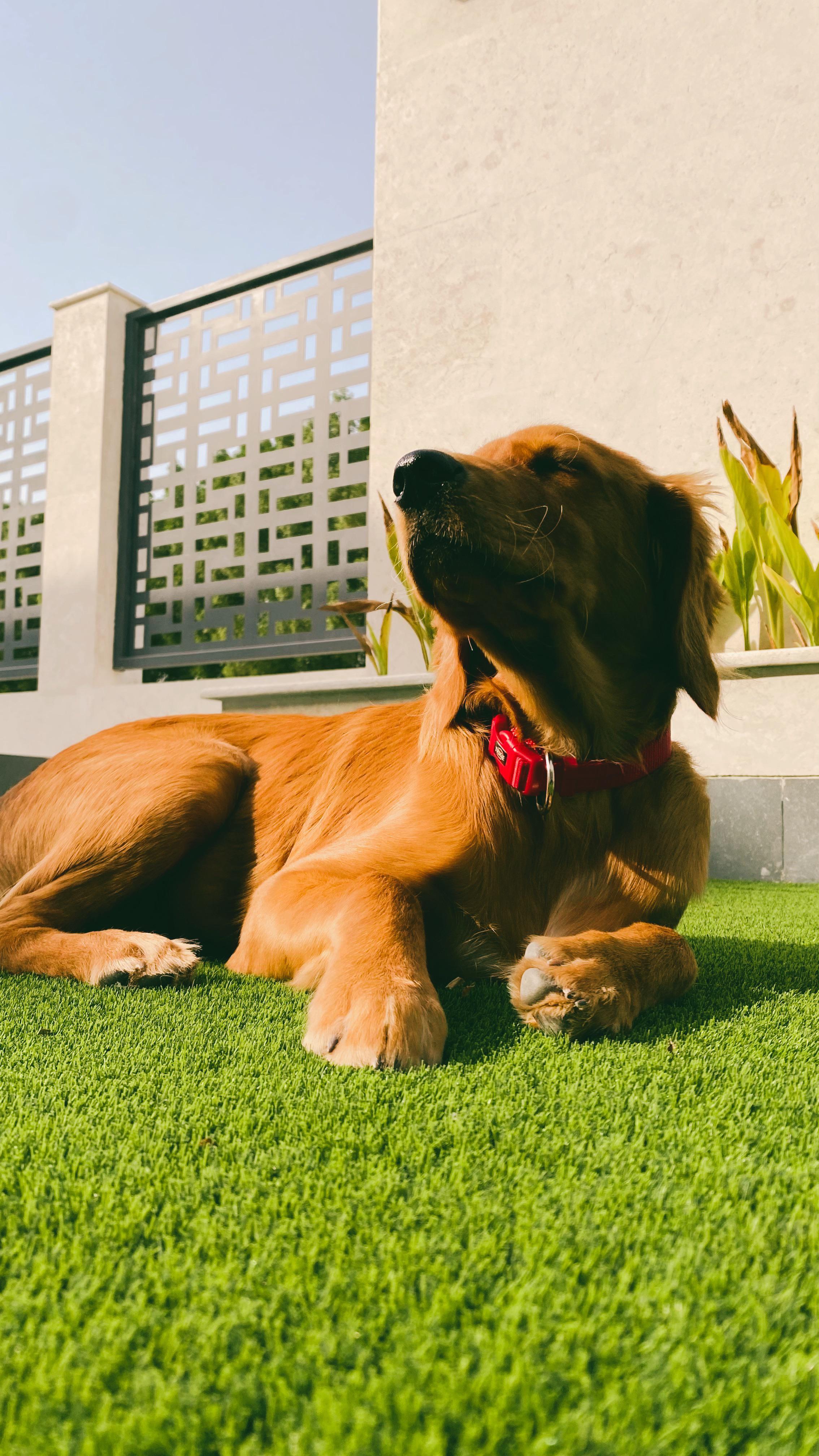 (OC) He’s sunbathing | Scrolller