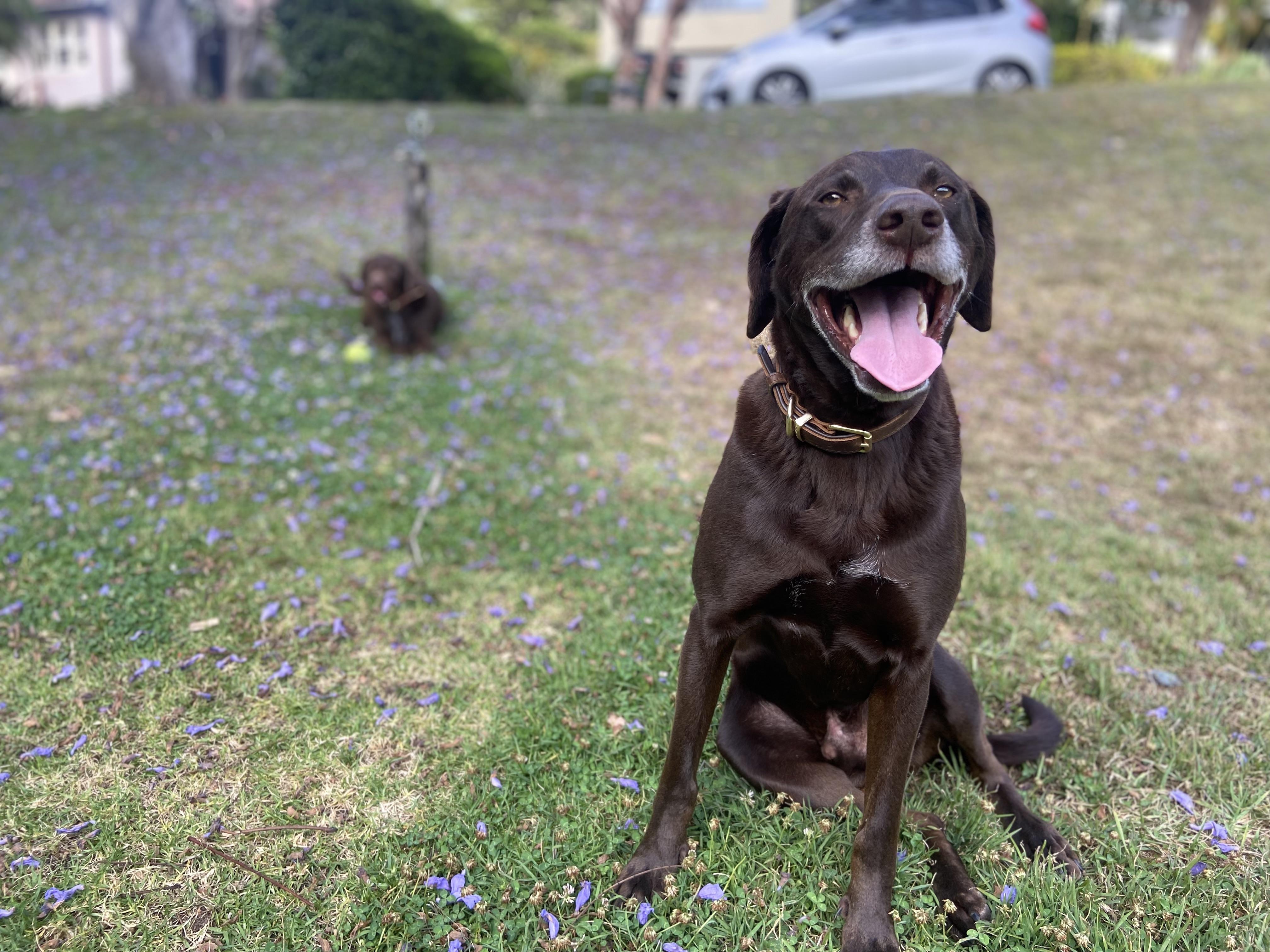 Happy 6th birthday fellas | Scrolller