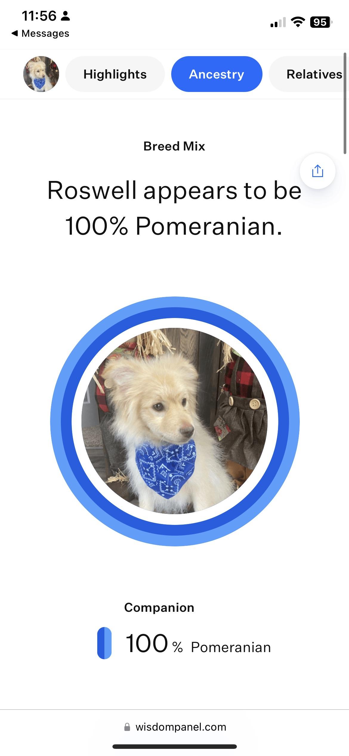 Update: my boy is full Pom! | Scrolller