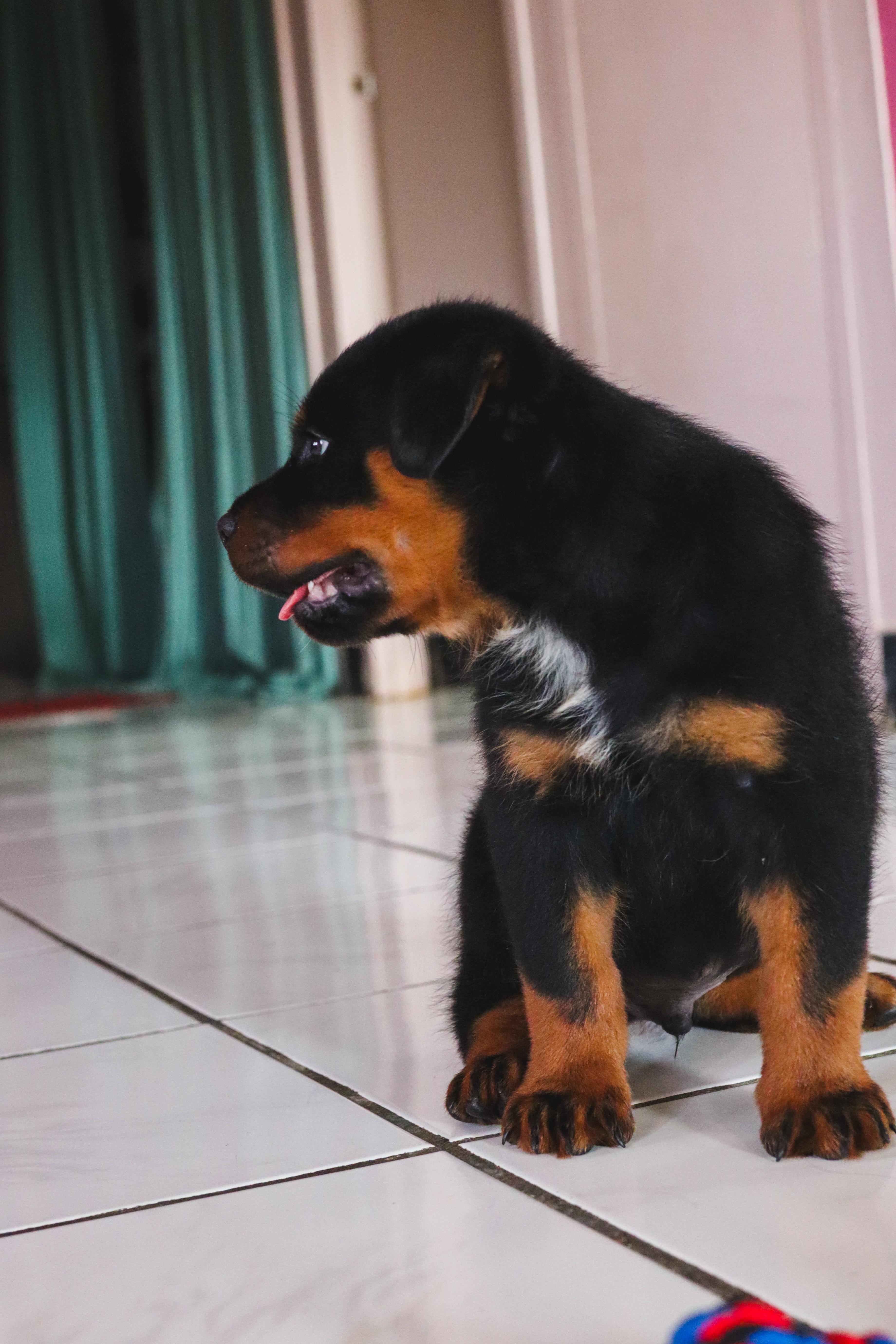 Mav showing off his white chest fur! | Scrolller