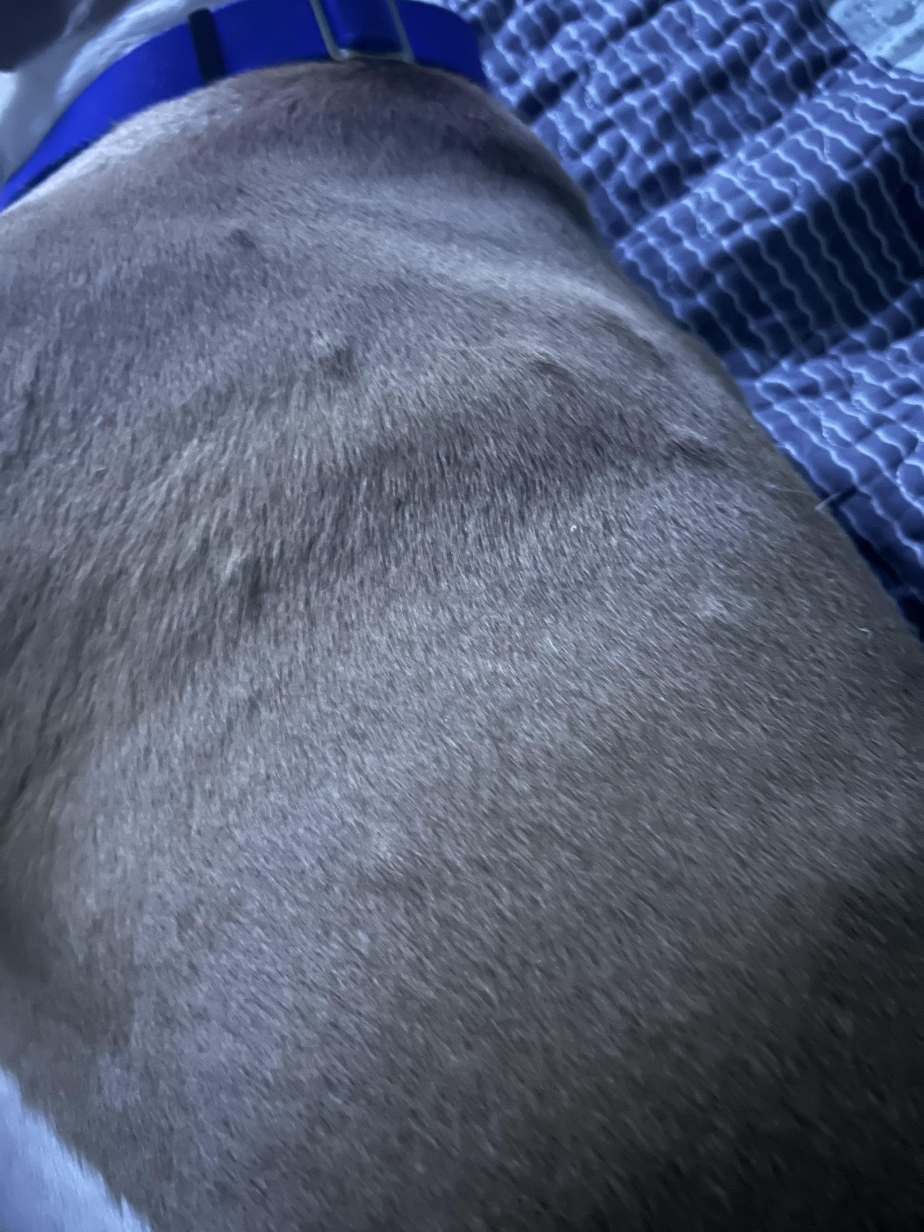 Dog has bumps under his skin | Scrolller