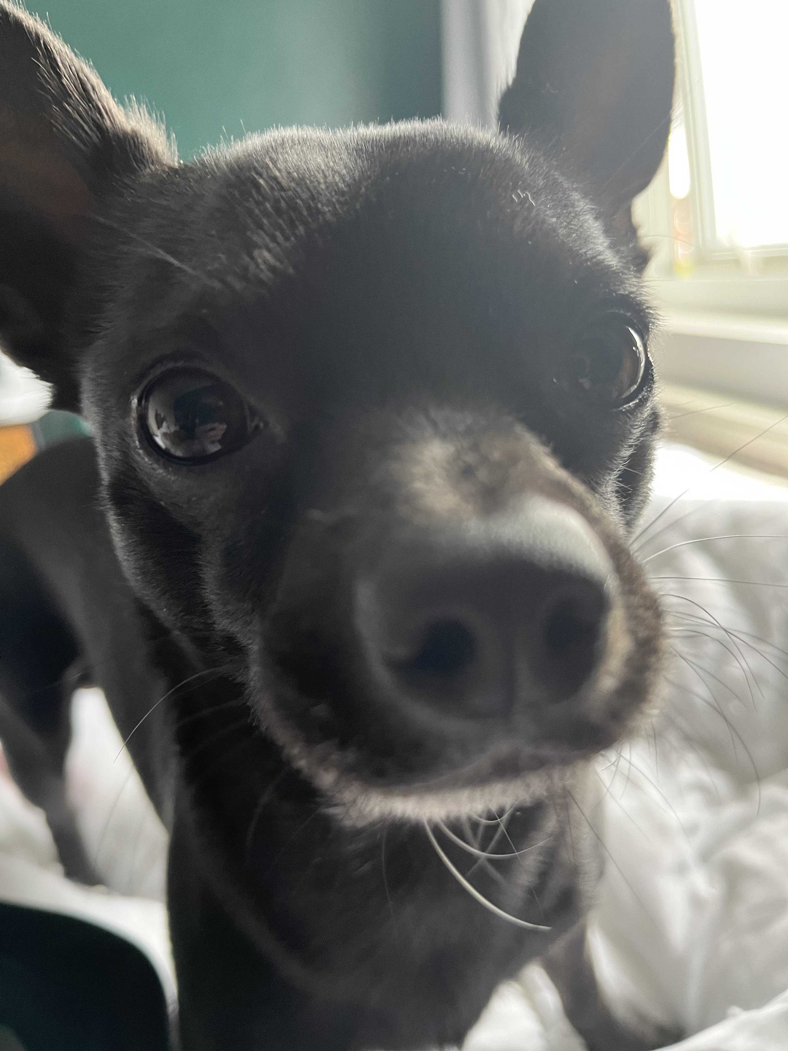 Mr Diego. | Scrolller