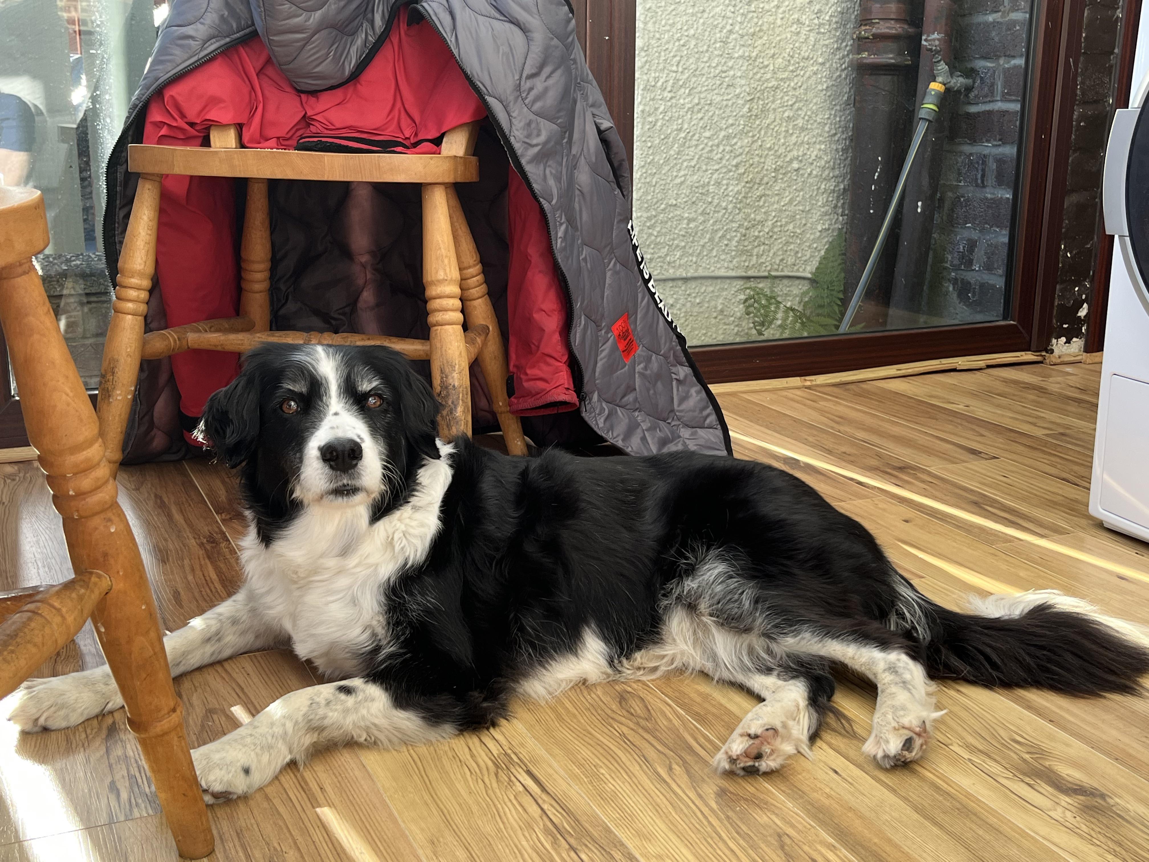 My lovely JJ, JESSIE, MURPHY (and yes.. all the same dog 🤣) | Scrolller