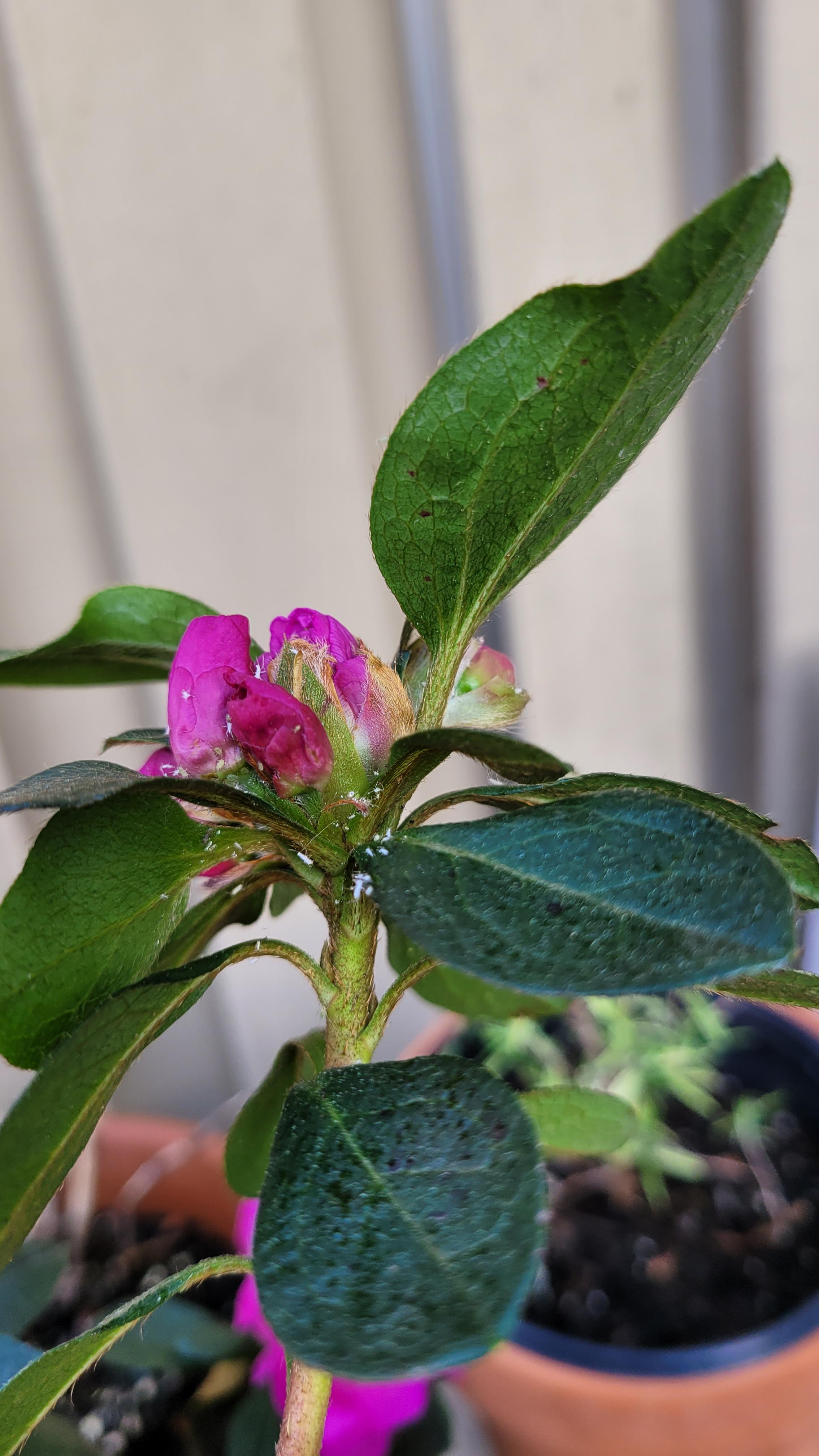 Insect on azalea | Scrolller