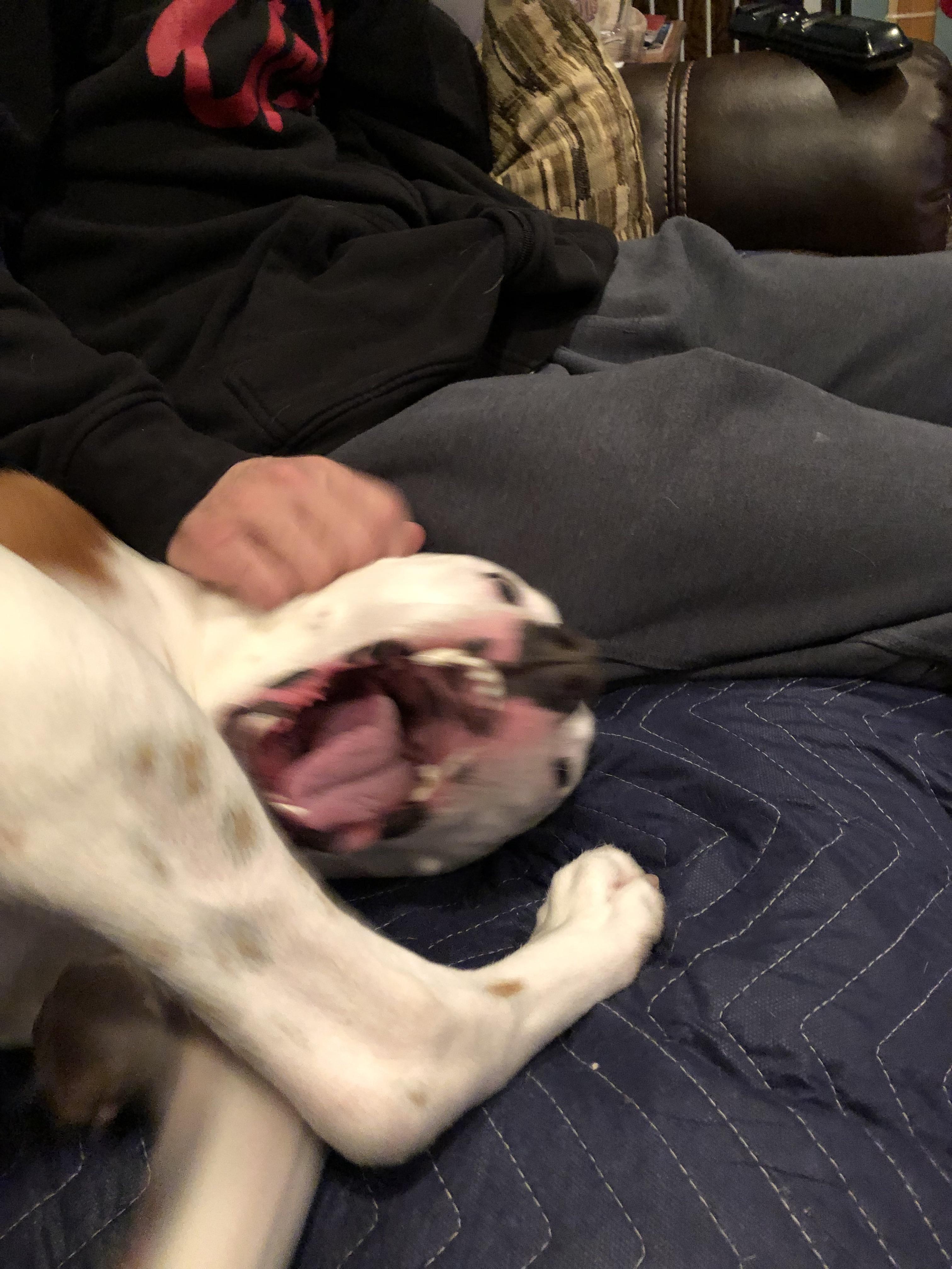 This is how Bob play fights | Scrolller