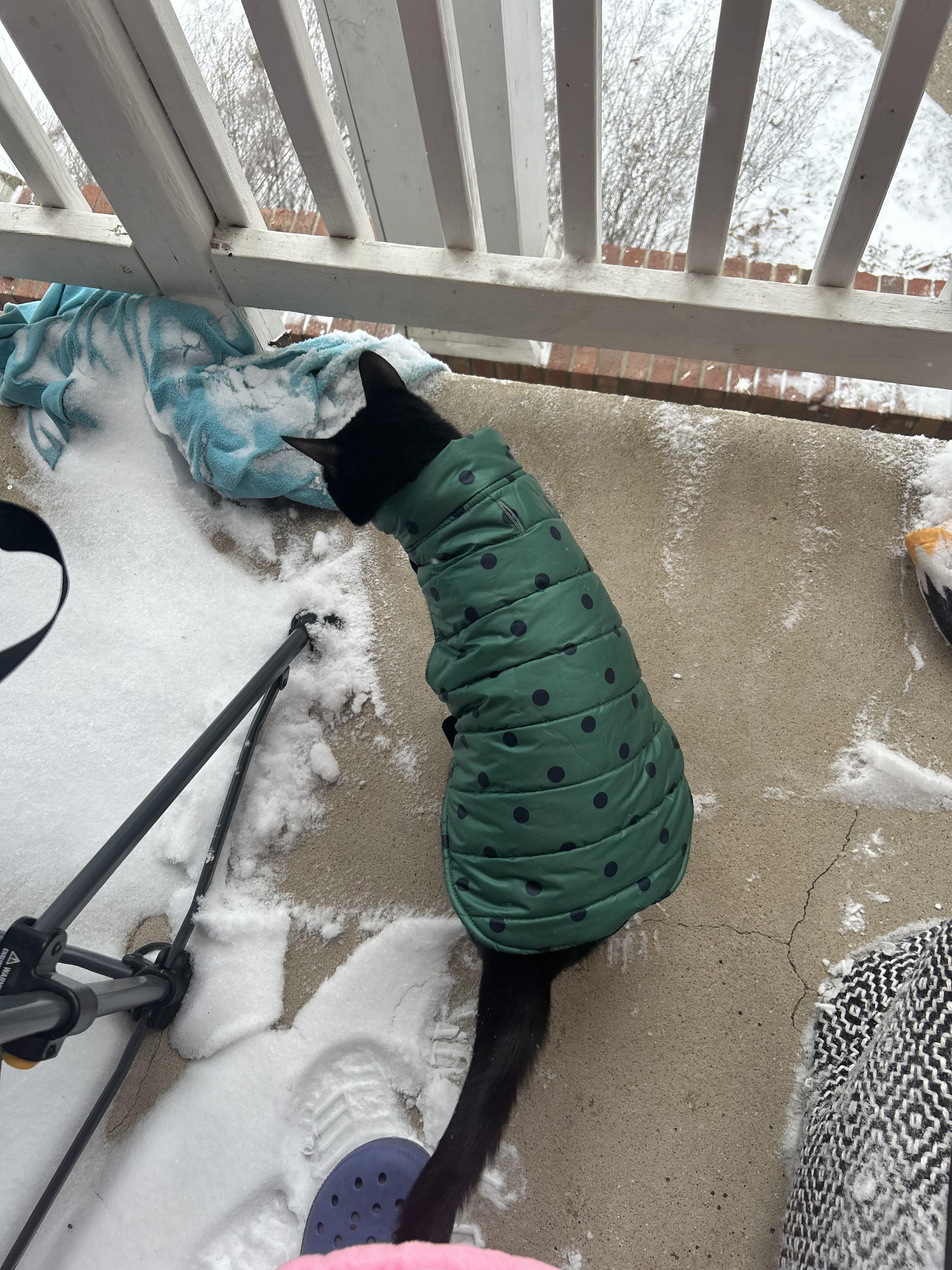 Gunters new winter coat! | Scrolller